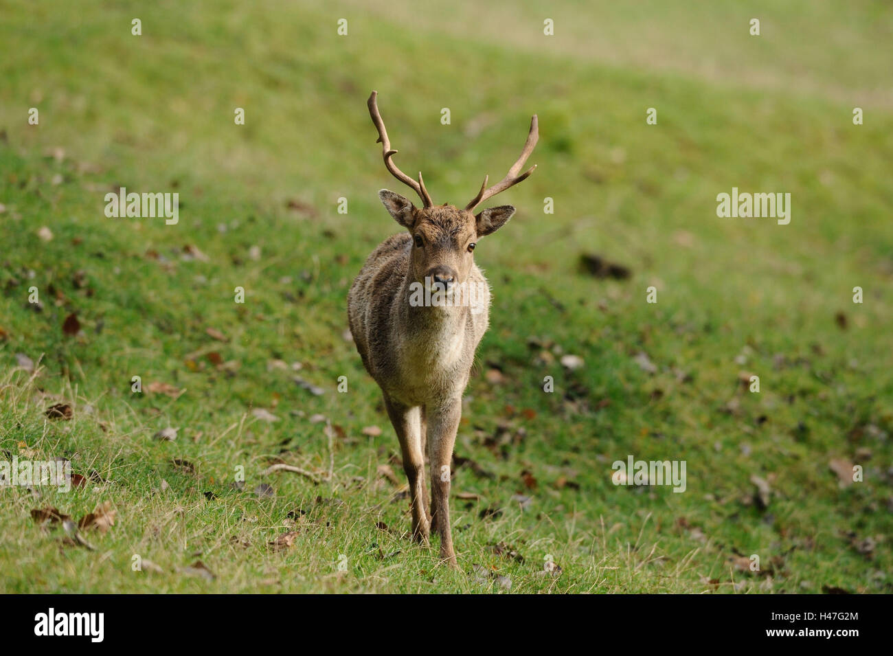 Fallow buck, Cervus dama, head-on, go, autumn, scenery, view to the ...