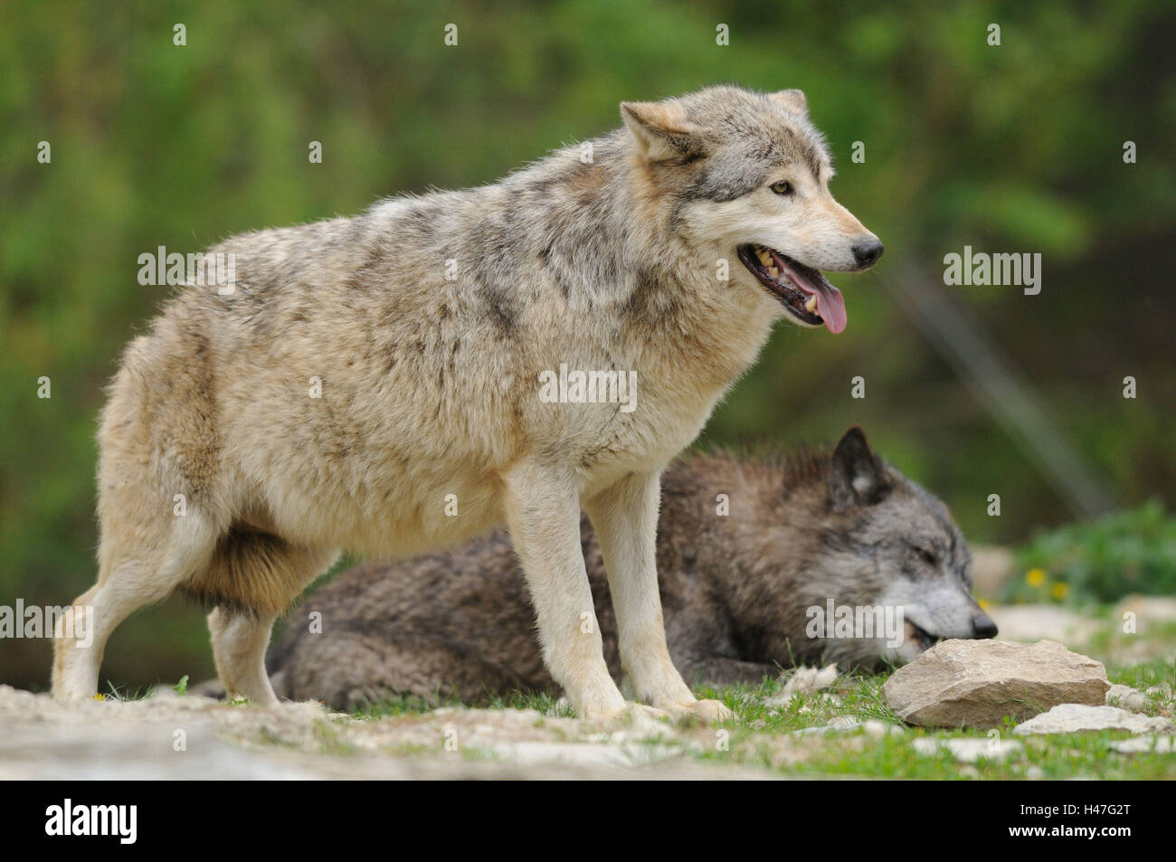 Eastern timber wolves, Canis lupus lycaon, meadow, side view Stock ...