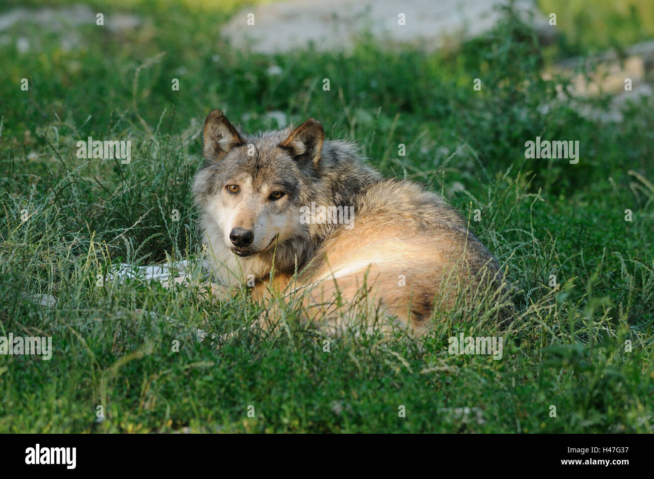 Timberwolf canis lupus lycaon hi-res stock photography and images - Alamy