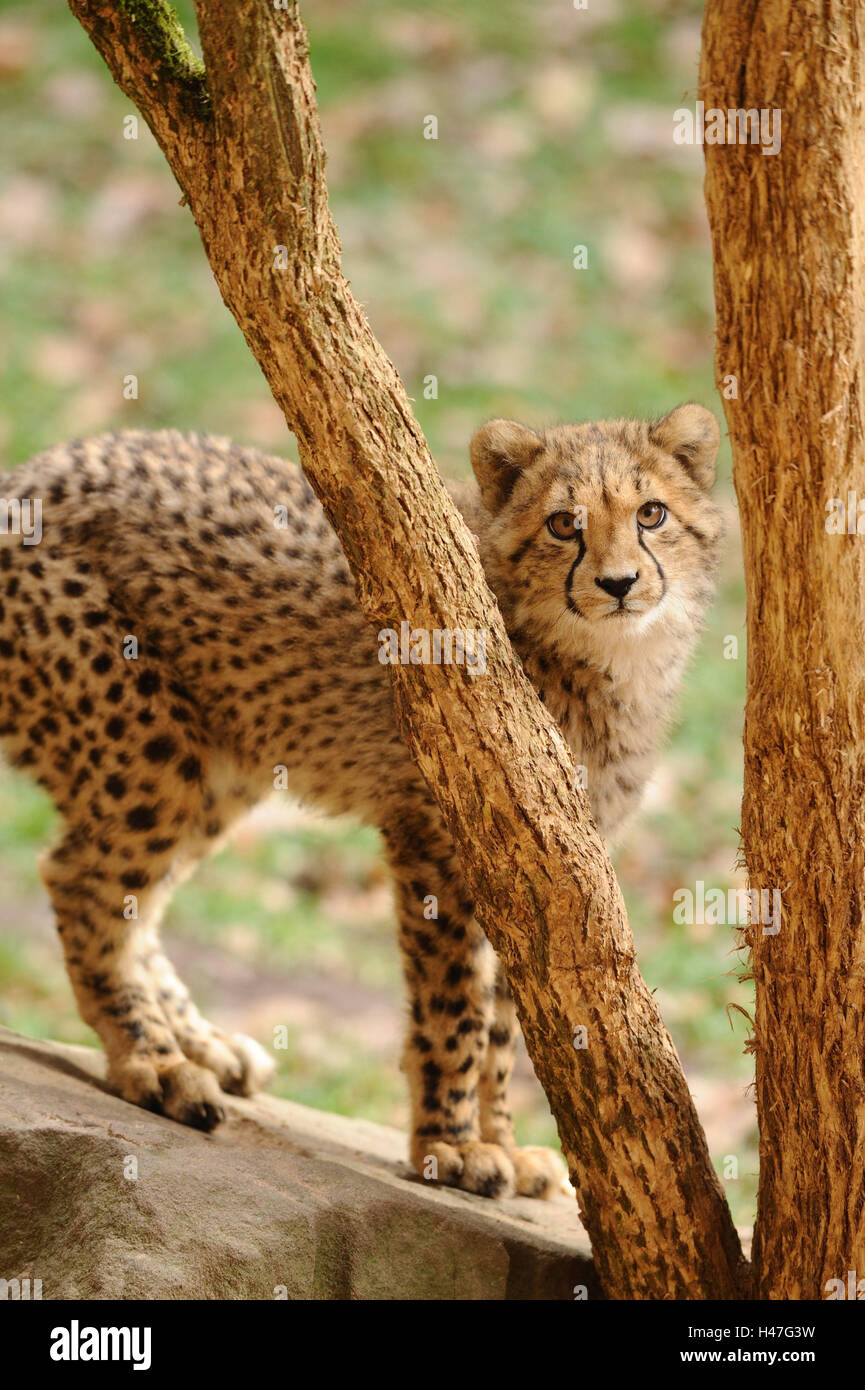 Cheetah, Acinonyx jubatus, young animal, side view, stand, view in the ...