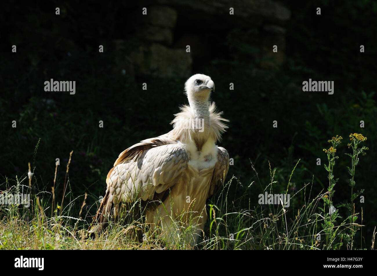 Side view wild griffon hi-res stock photography and images - Alamy
