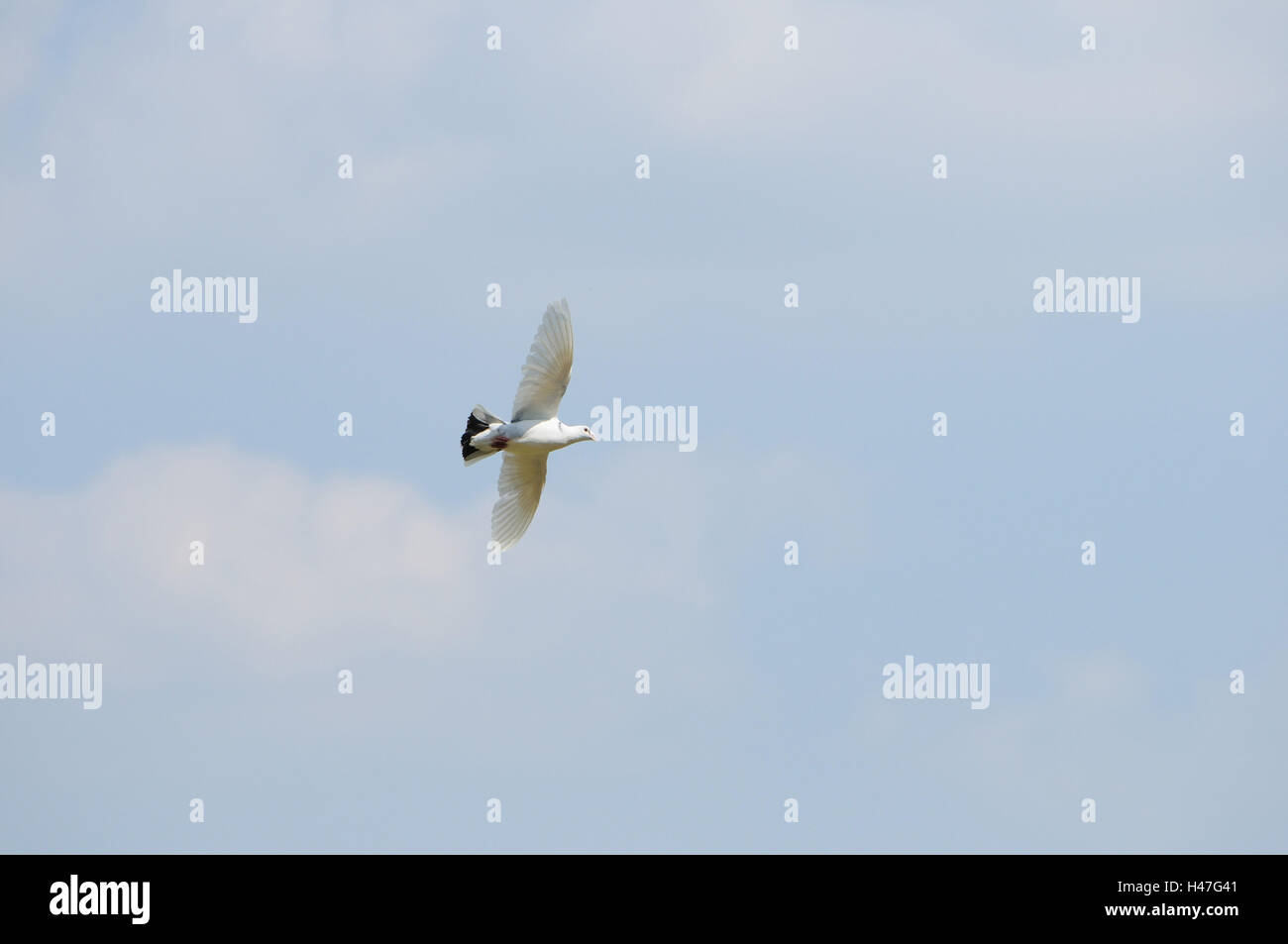 White pigeon, Columbidae, at the side, fly Stock Photo - Alamy