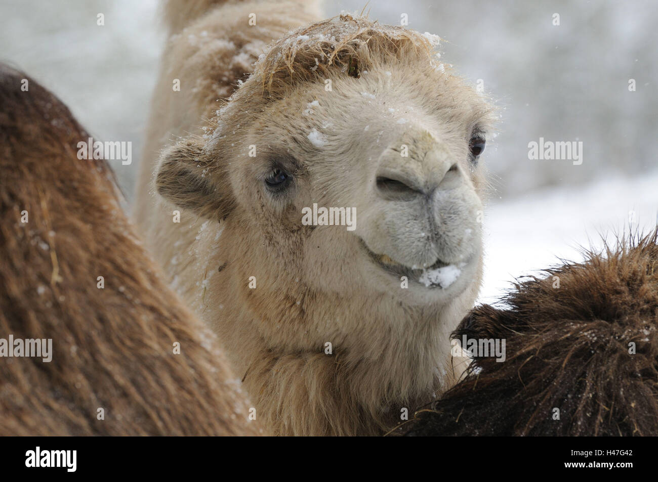 Bactrian camel, Camelus ferus, portrait, front view, standing, snow ...
