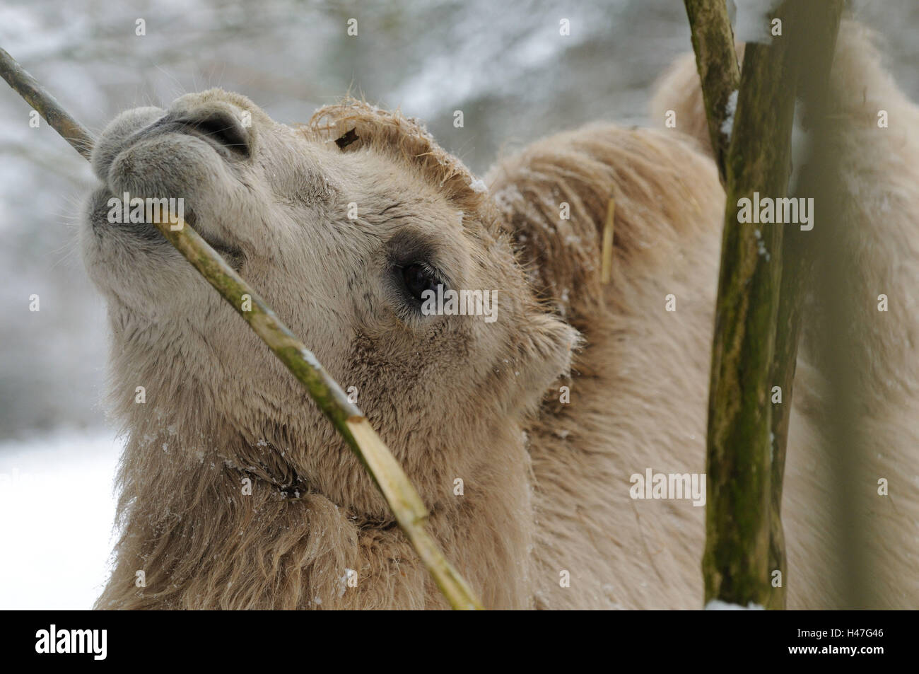 Blockhead animal, Camelus ferus, portrait, head-on, stand, snow, winter ...