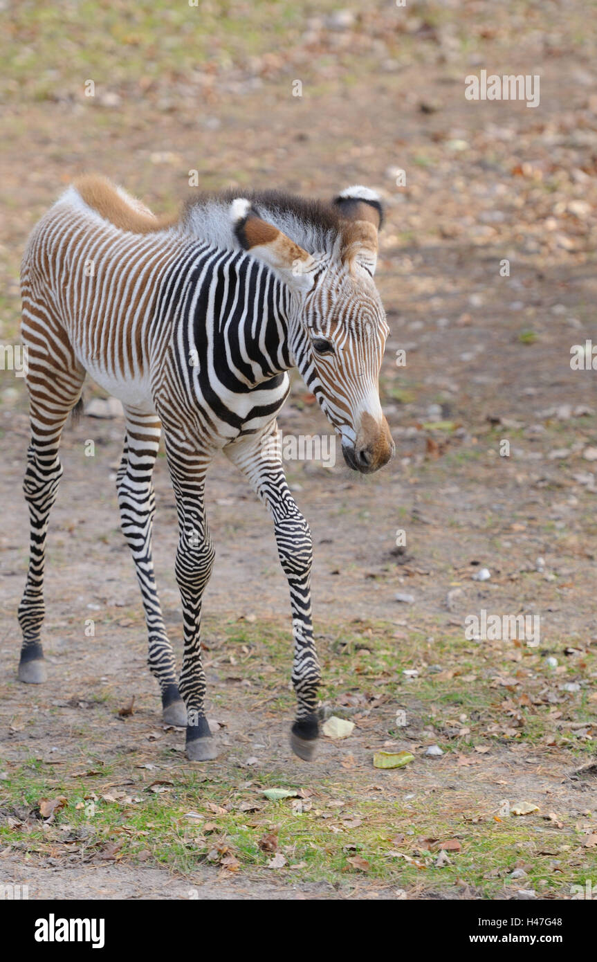 Grévy's zebra, Equus grevyi, young animal, side view, walking Stock ...