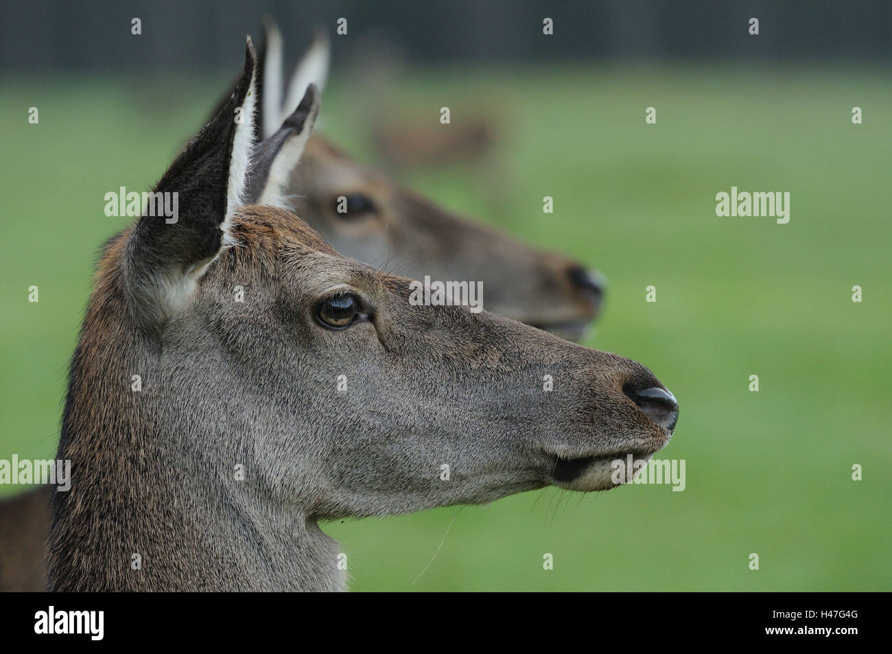 Portrait deers head hi-res stock photography and images - Alamy