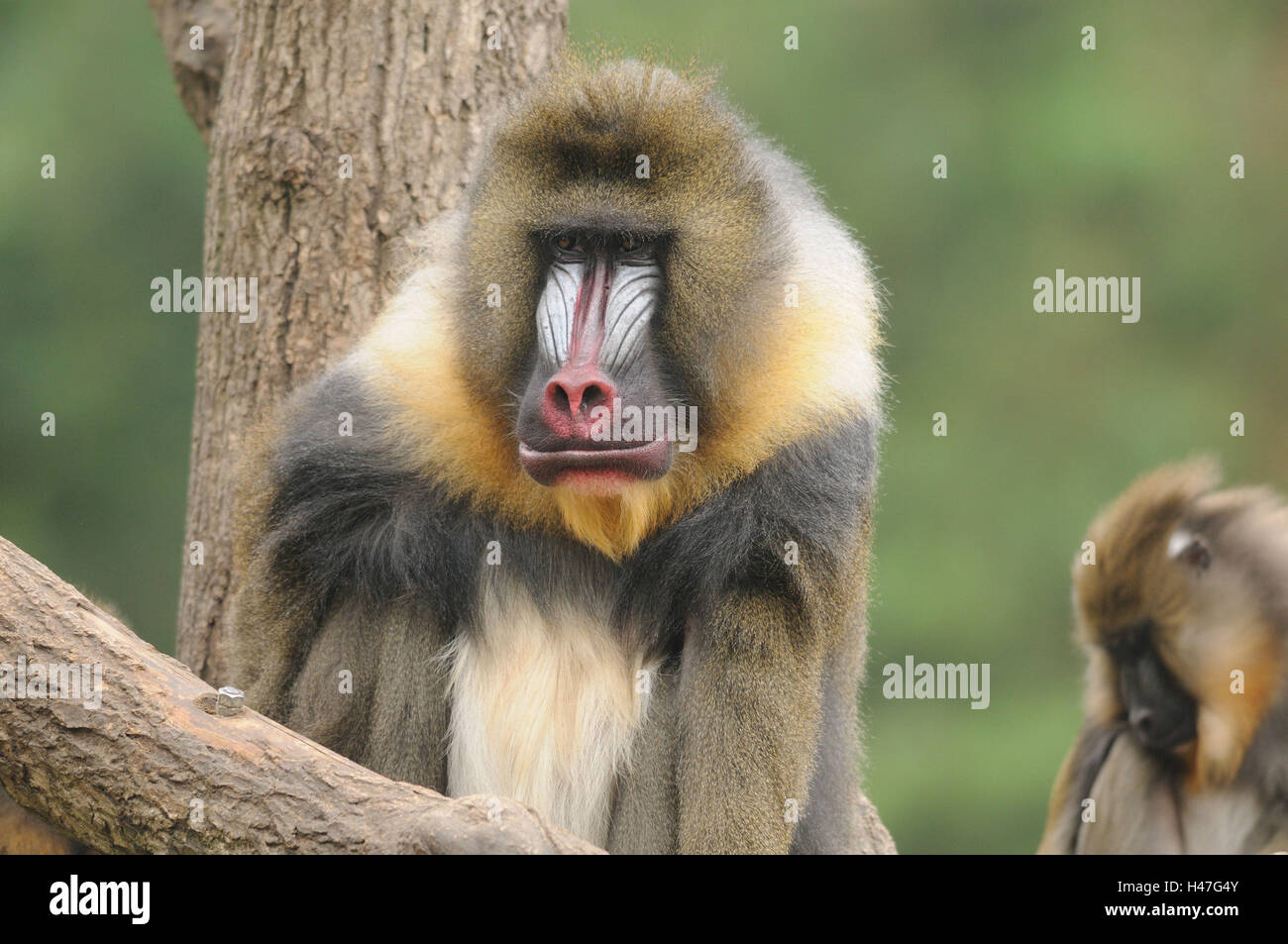 Mandrill, Mandrillus sphinx, half portrait, front view, sitting ...