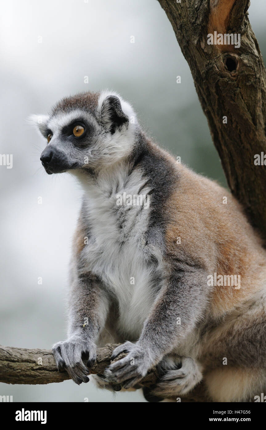 Ring-tailed lemur, Lemur catta, branch, trunk, side view, sitting ...