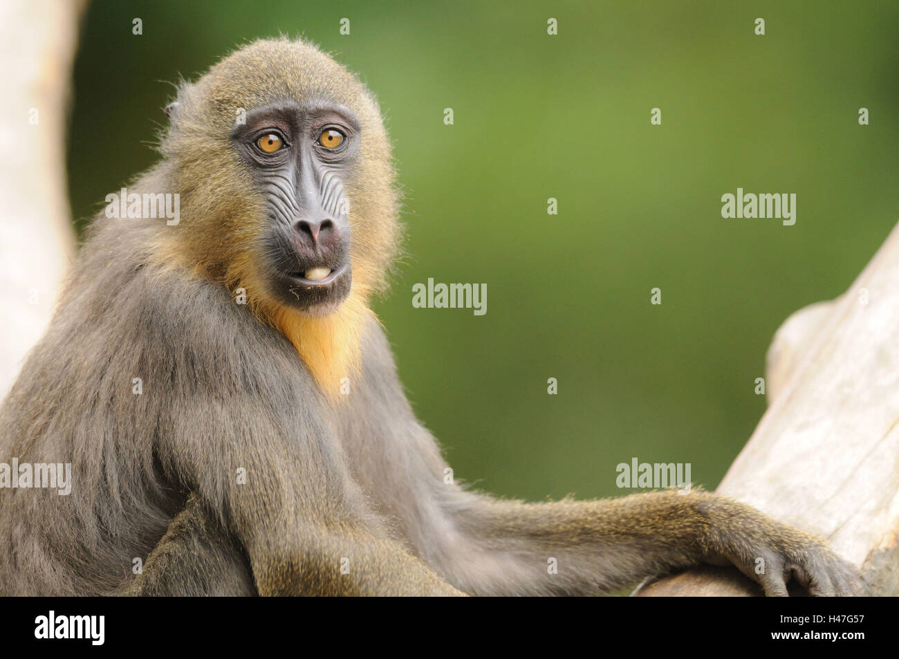 Mandrill, Mandrillus sphinx, half portrait, side view, sitting, Looking ...