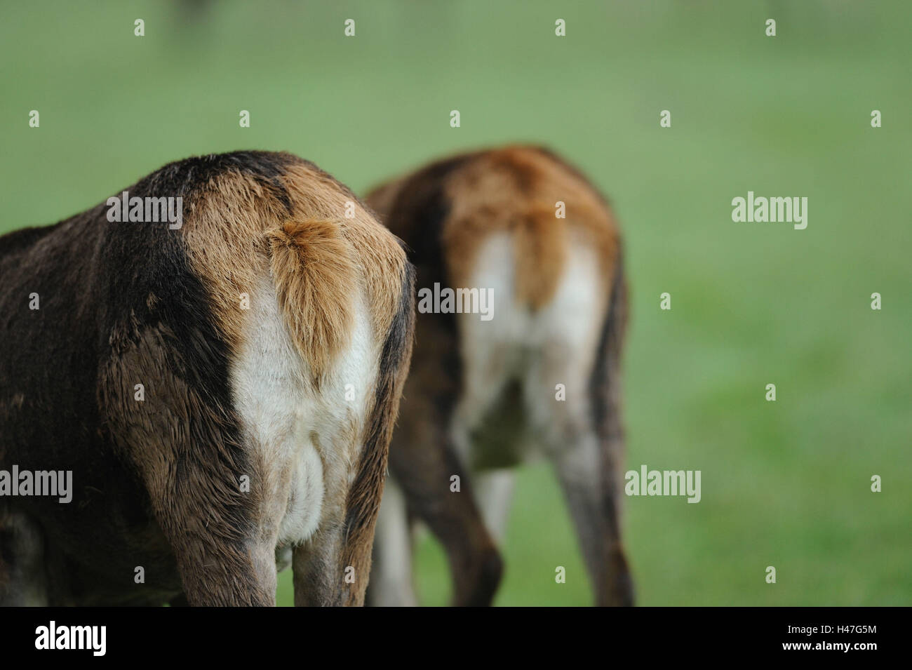 Deer tail hi-res stock photography and images - Alamy