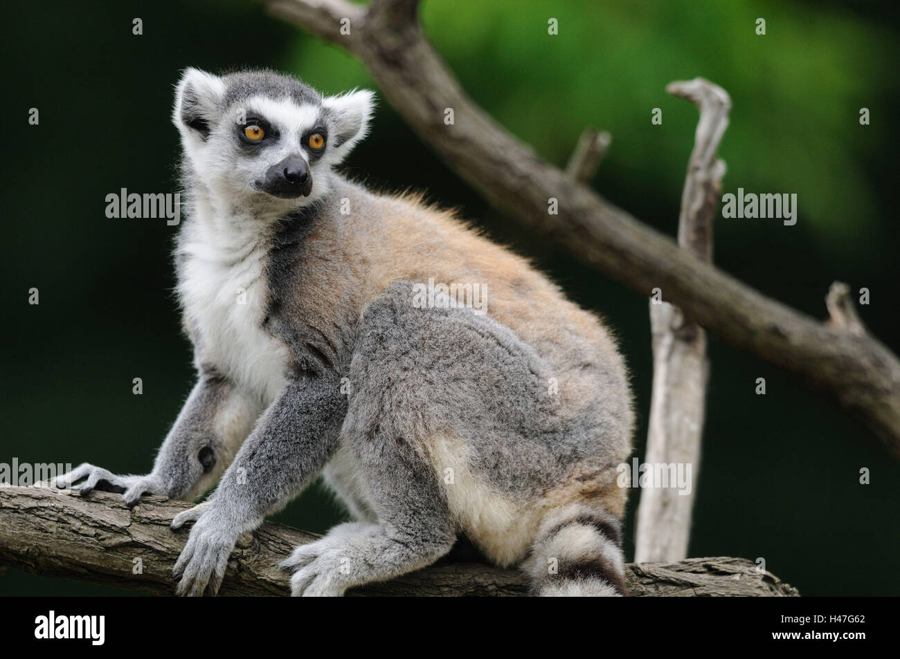 Ring-tailed lemur, Lemur catta, branch, trunk, side view, sitting ...