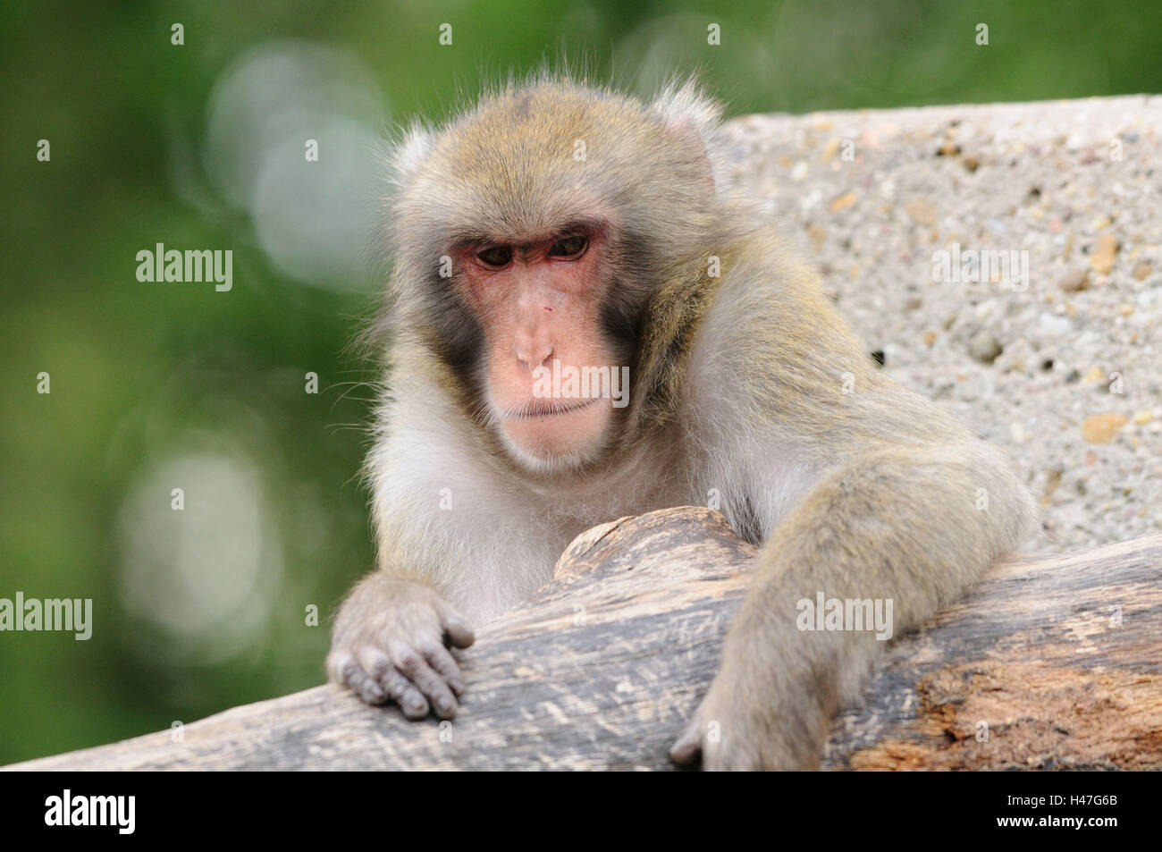 Japanese macaque, Macaca fuscata, half portrait, front view, Looking at ...