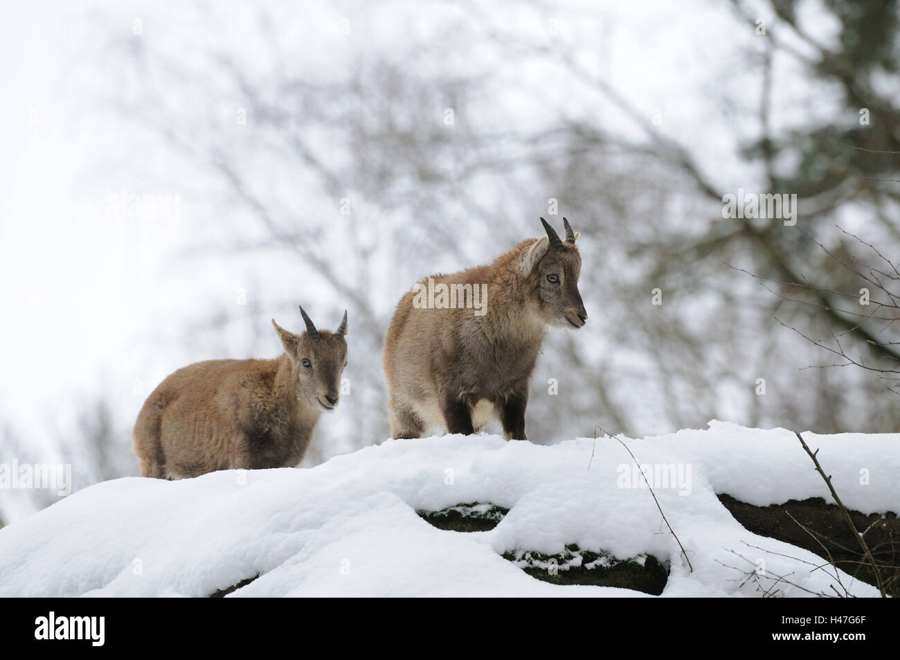 Alpine ibexes, Capra ibex, young animals, front view, standing Stock ...