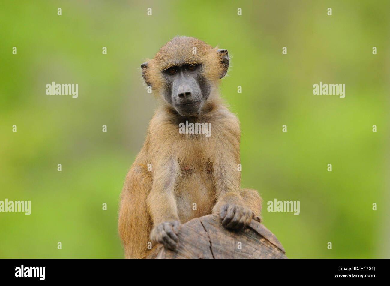Guinea baboon, Papio papio, young animal, trunk, front view, sitting ...