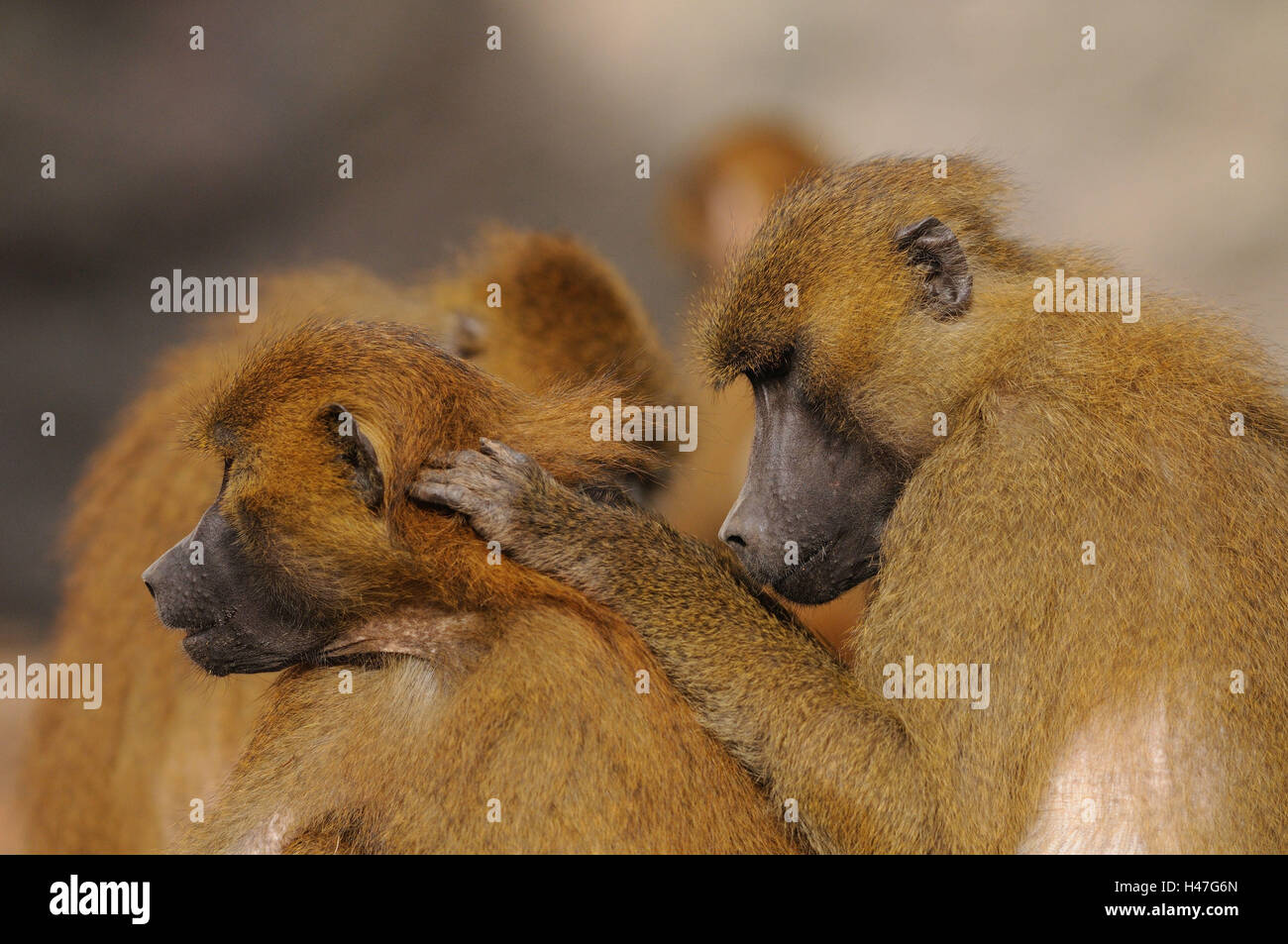Guinea baboons, Papio papio, half portrait, side view, sitting Stock ...