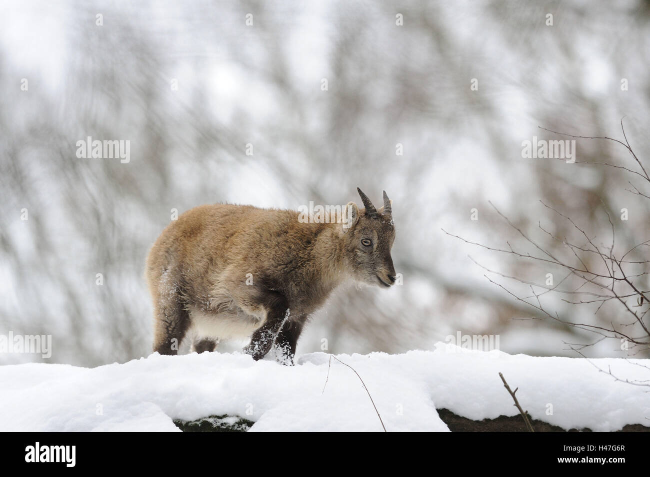 Alpine ibex foot hi-res stock photography and images - Alamy