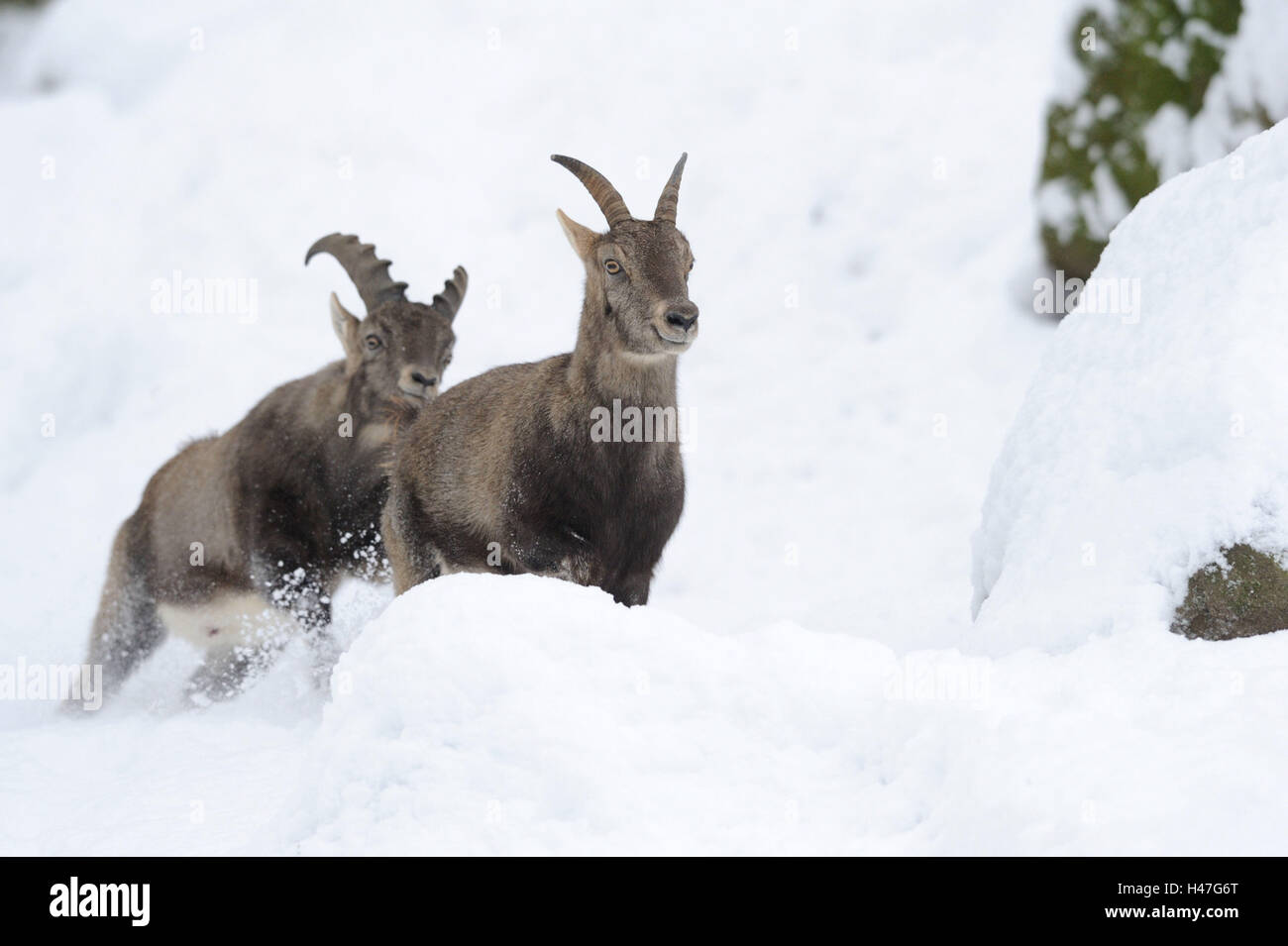 Alpine ibexes, Capra ibex, front view, running, looking at camera Stock ...