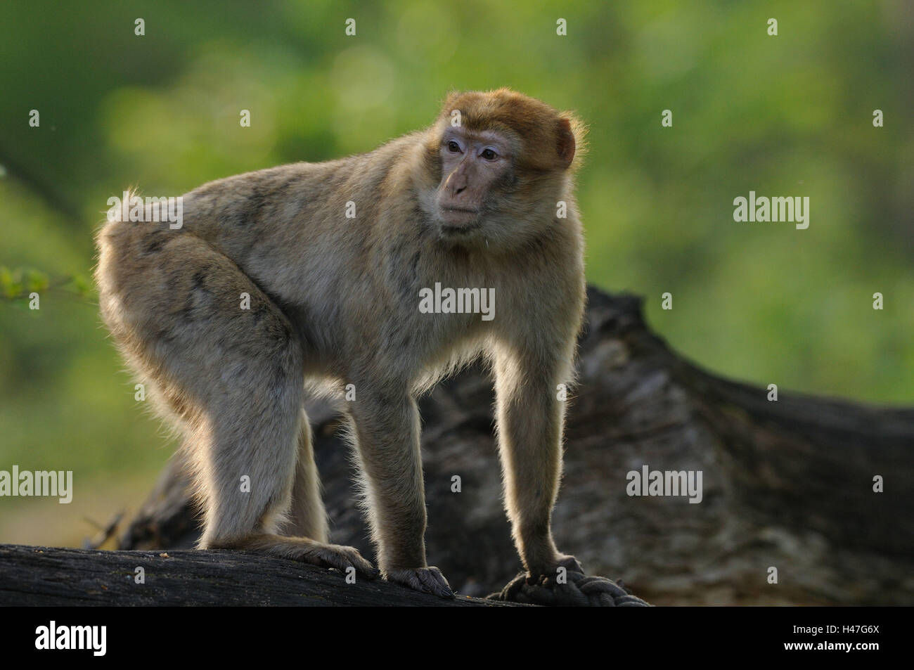 Berber's monkey, Macaca sylvanus, trunk, side view, stand, shoulder ...