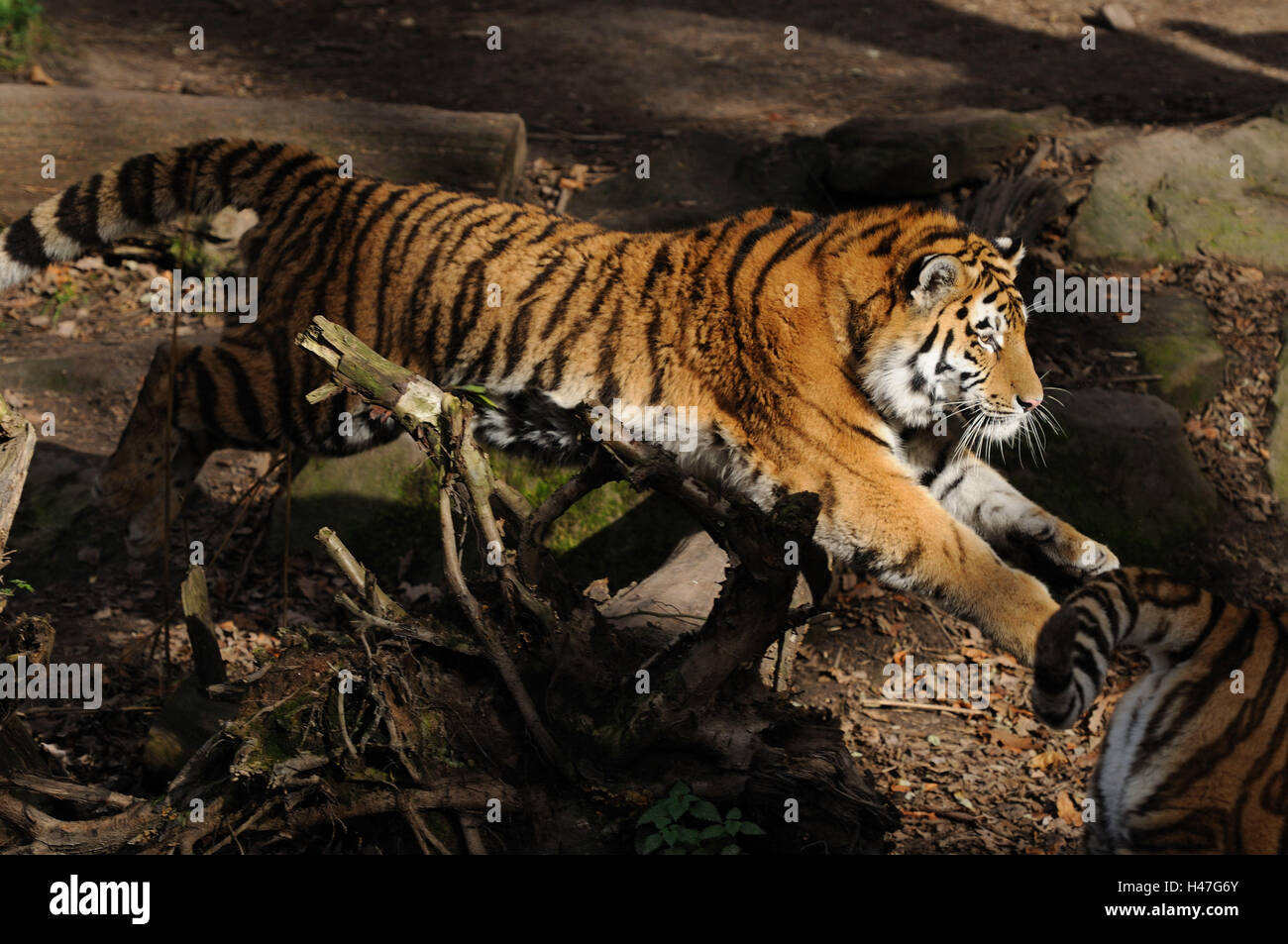 Siberian tiger, Panthera tigris altaica, side view, run Stock Photo - Alamy
