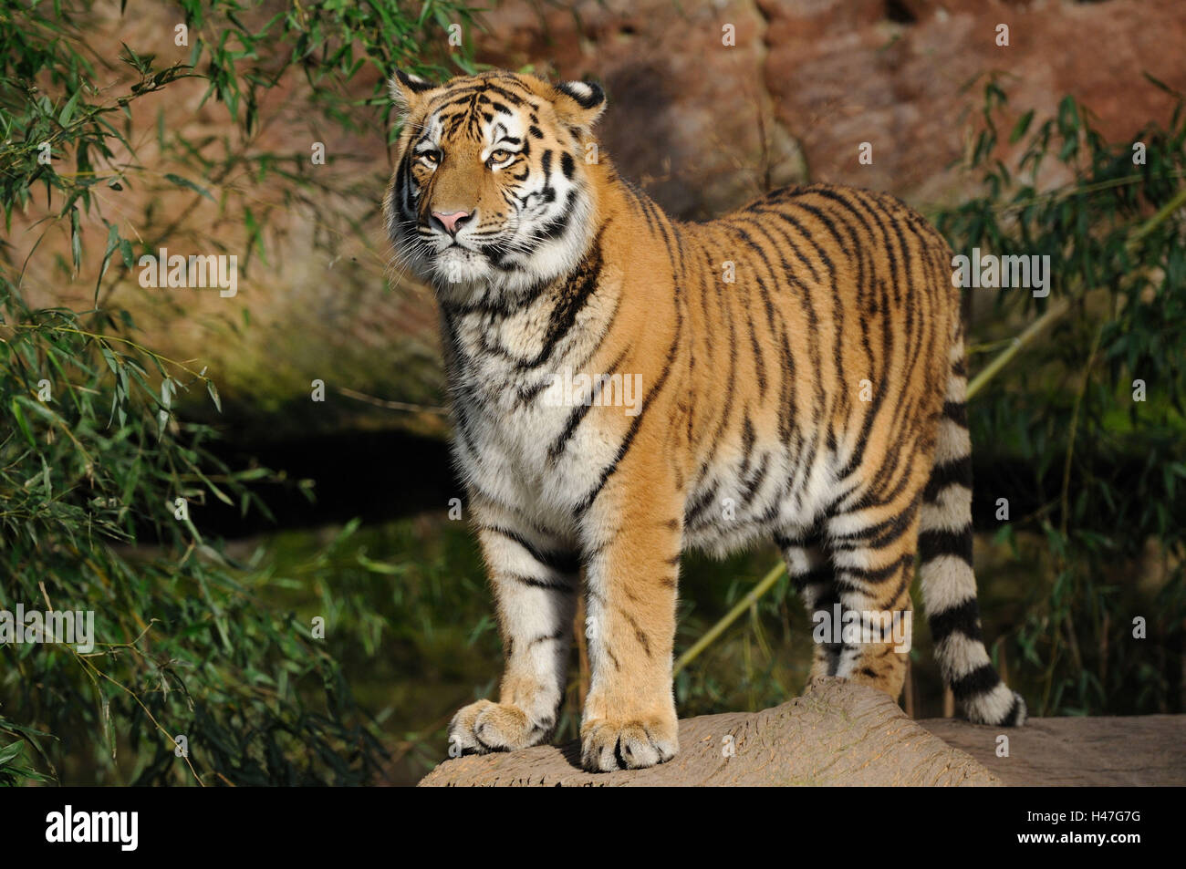 Siberian tiger, Panthera tigris altaica, head-on, stand Stock Photo - Alamy