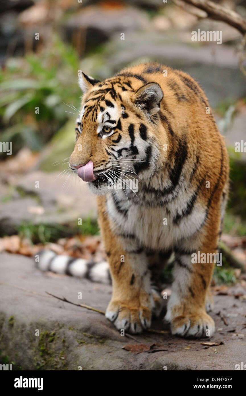 Siberian tiger, Panthera tigris altaica, front view, sitting Stock ...