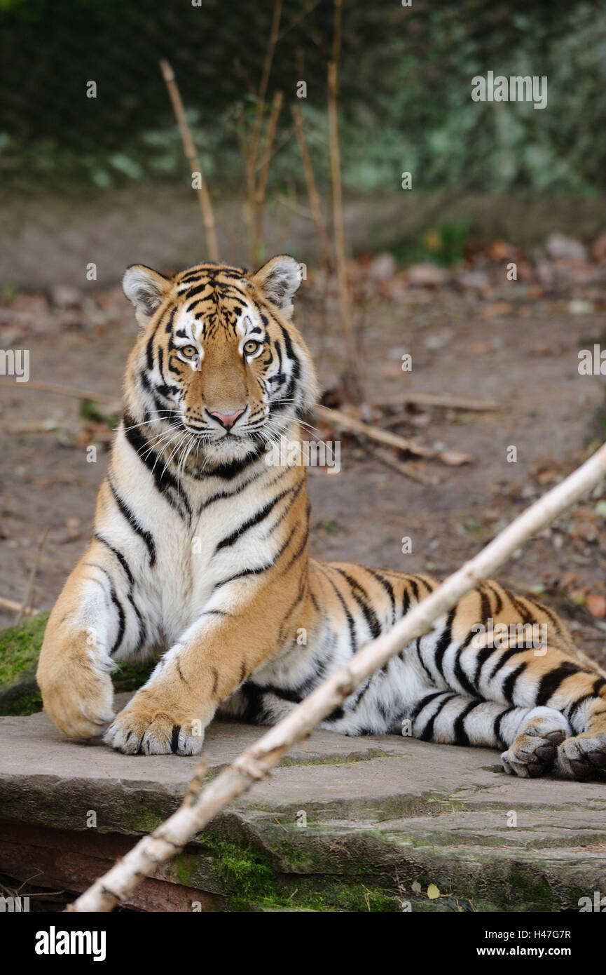Siberian tiger, Panthera tigris altaica, side view, put down, view in ...