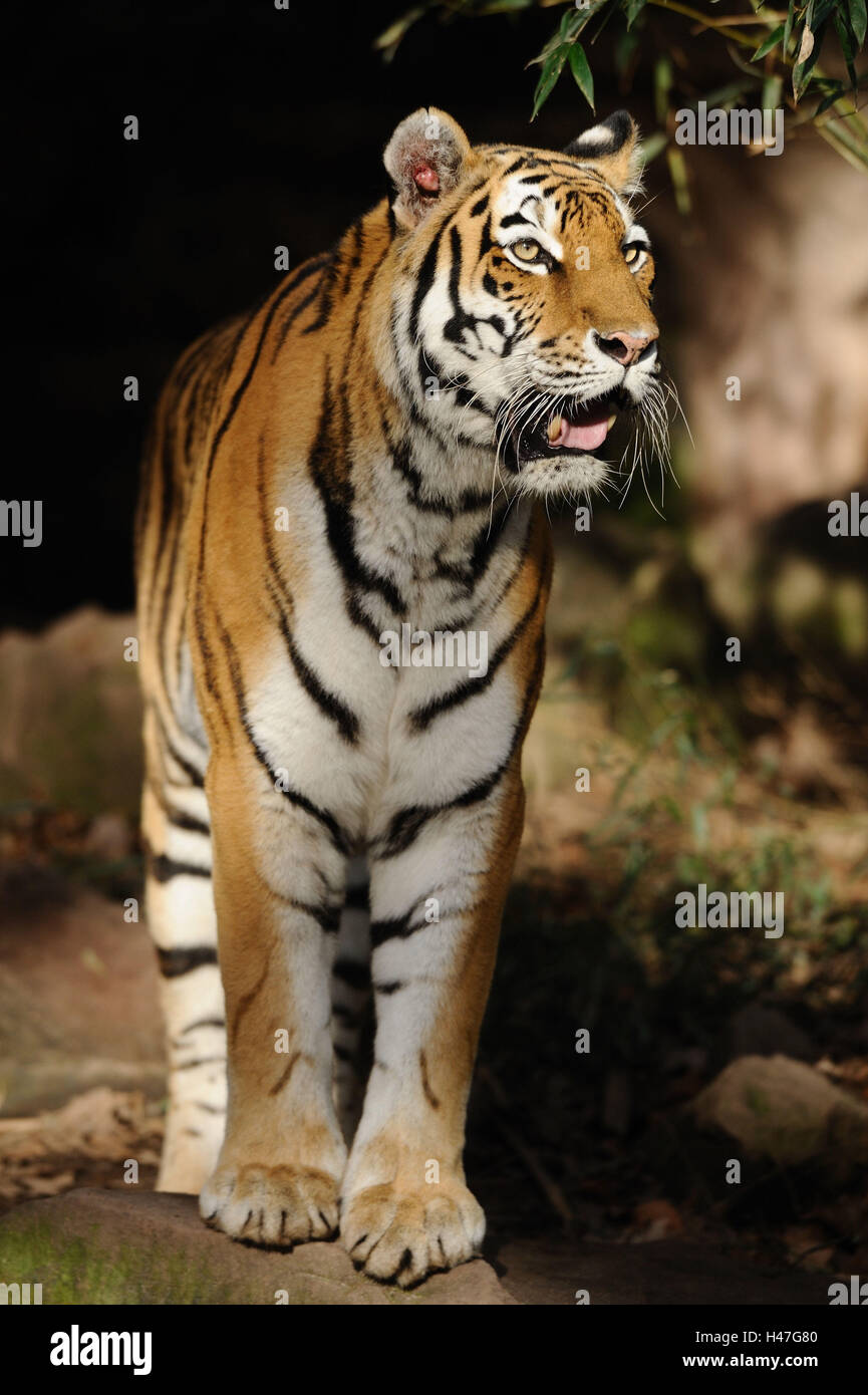 Siberian tiger, Panthera tigris altaica, front view, standing, looking ...