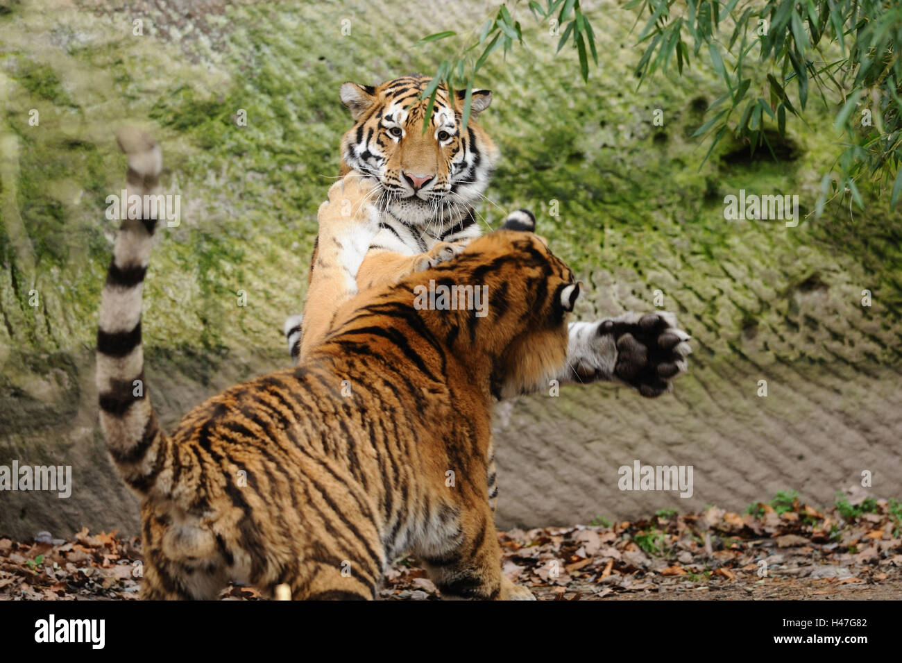 Siberian tiger fight hi-res stock photography and images - Alamy