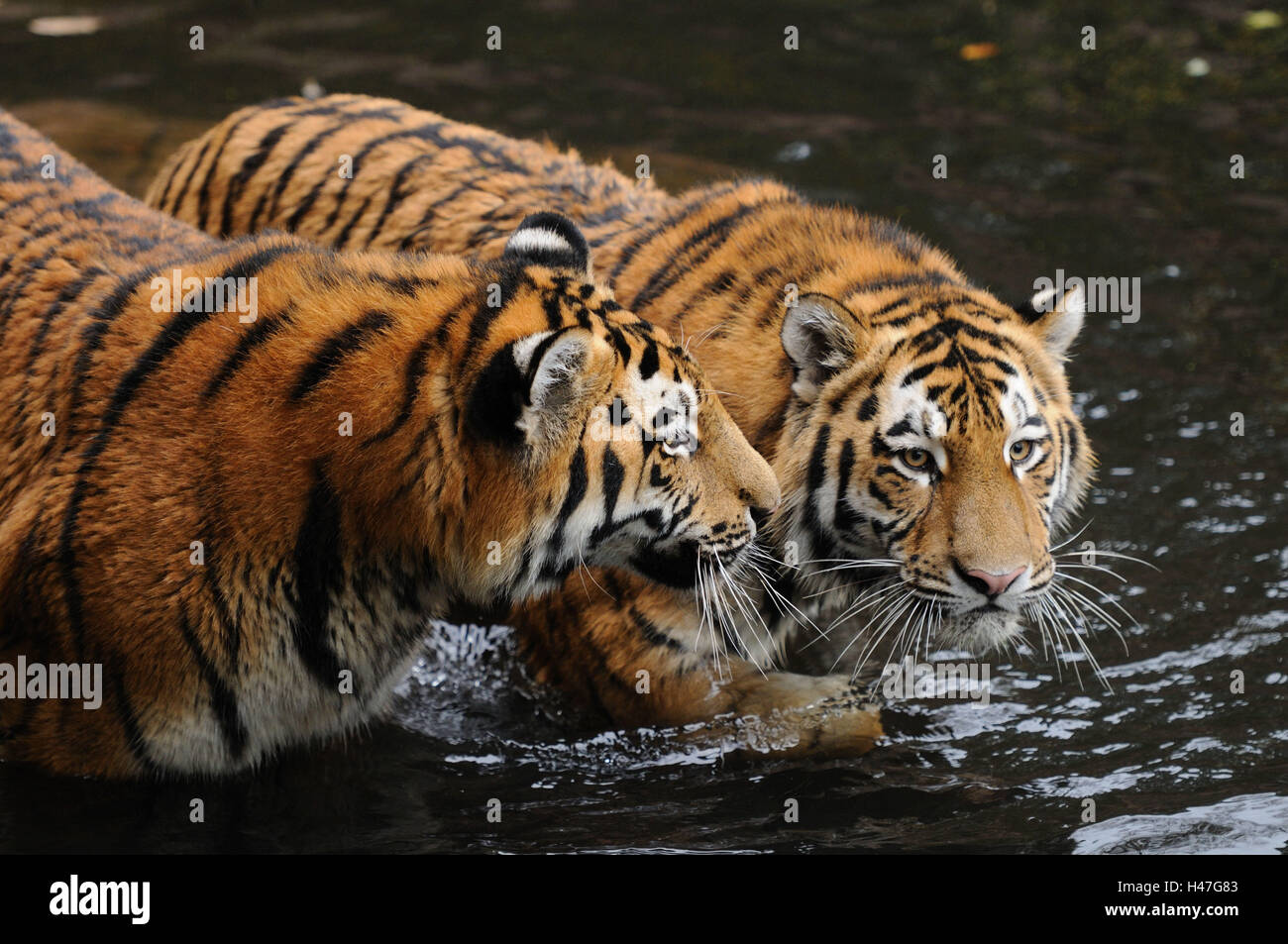 Siberian tigers, Panthera tigris altaica, water, side view, standing, looking at camera Stock ...
