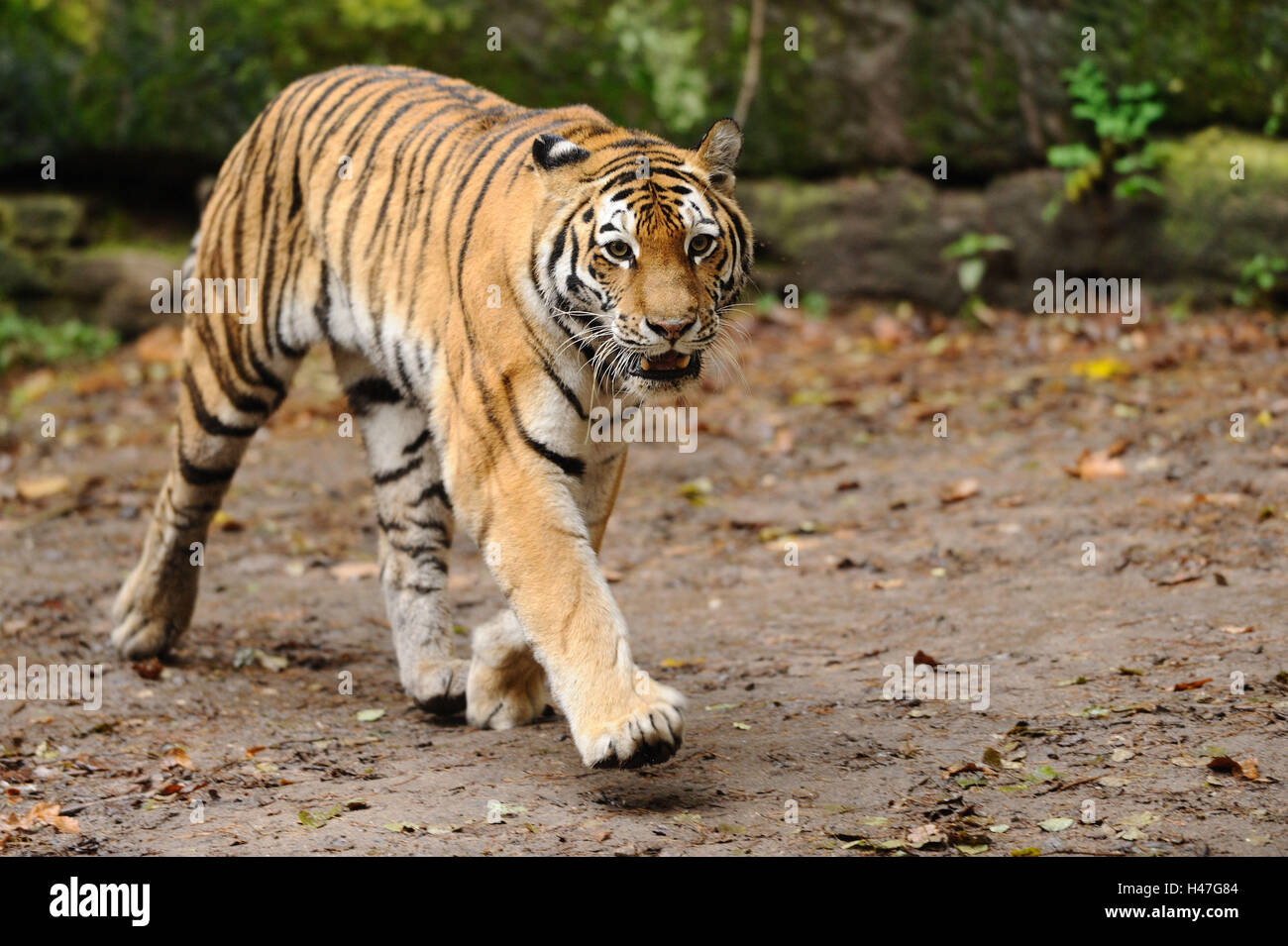 Tiger Walking Side View
