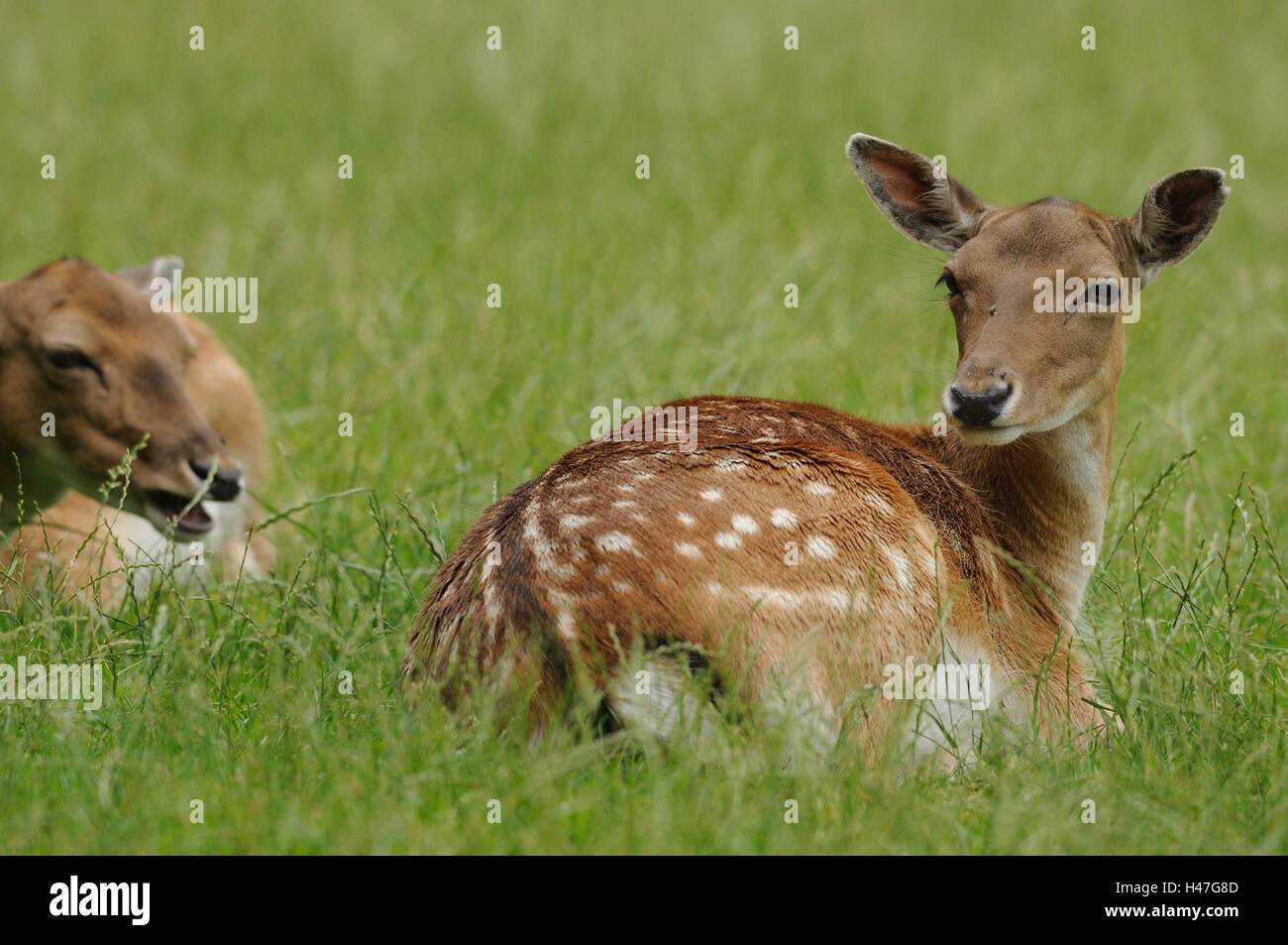 Fallow deer, Cervus dama, female, meadow, side view, lying, Looking at ...
