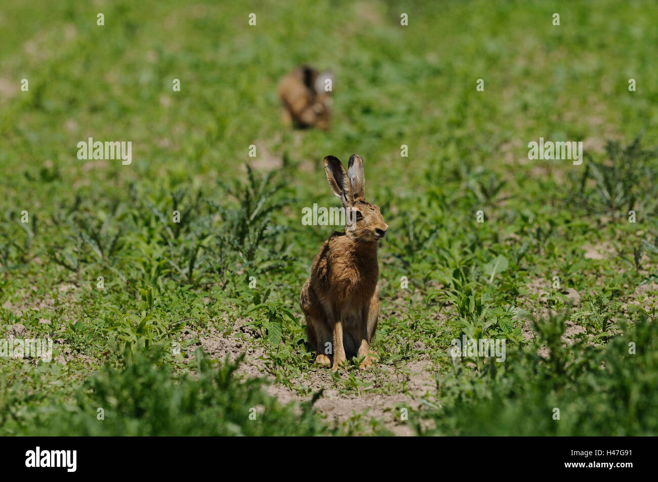 Field hare, Lepus europaeus, corn field, head-on, sit, view in the ...