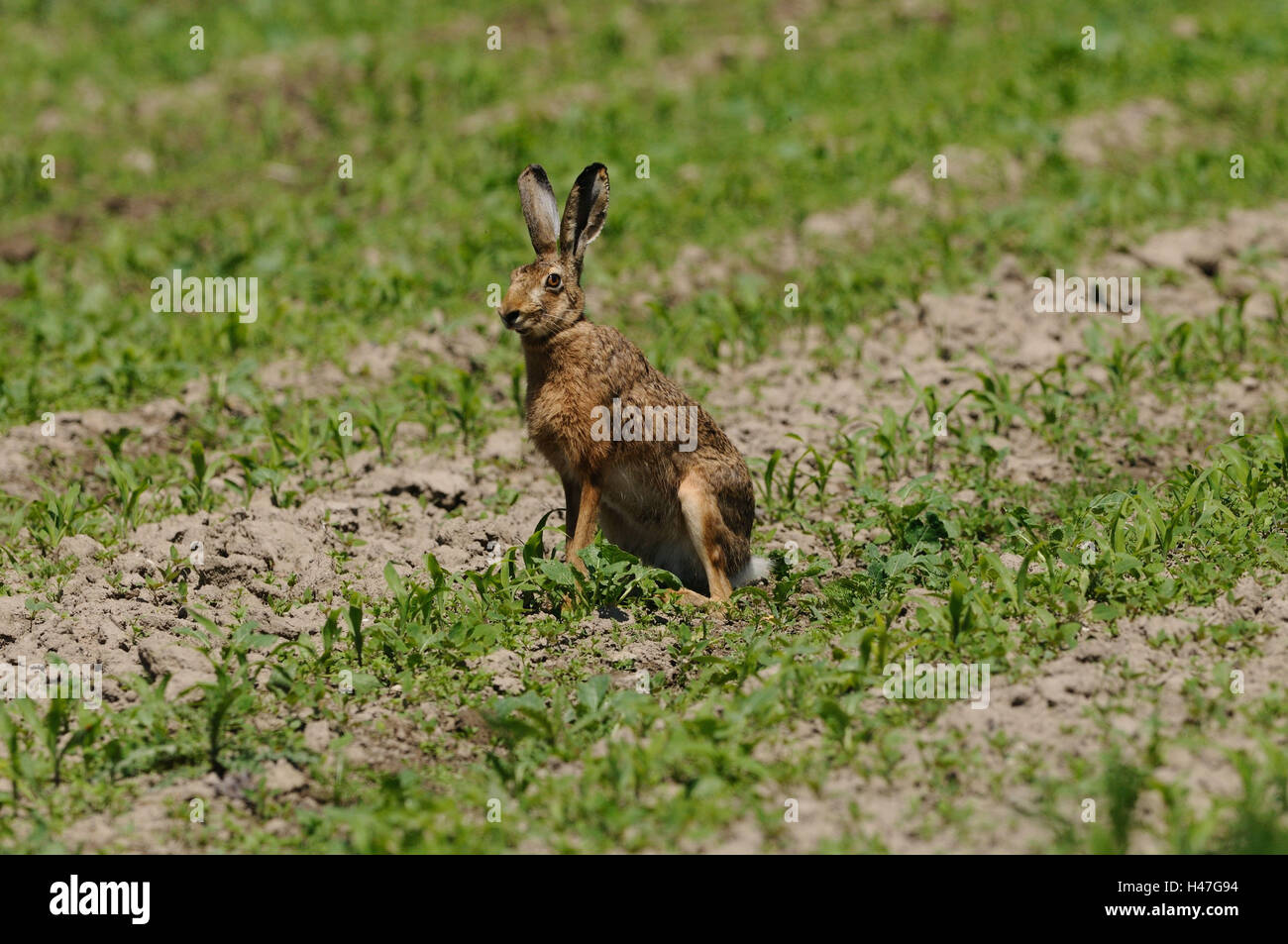 Hare in view hi-res stock photography and images - Alamy