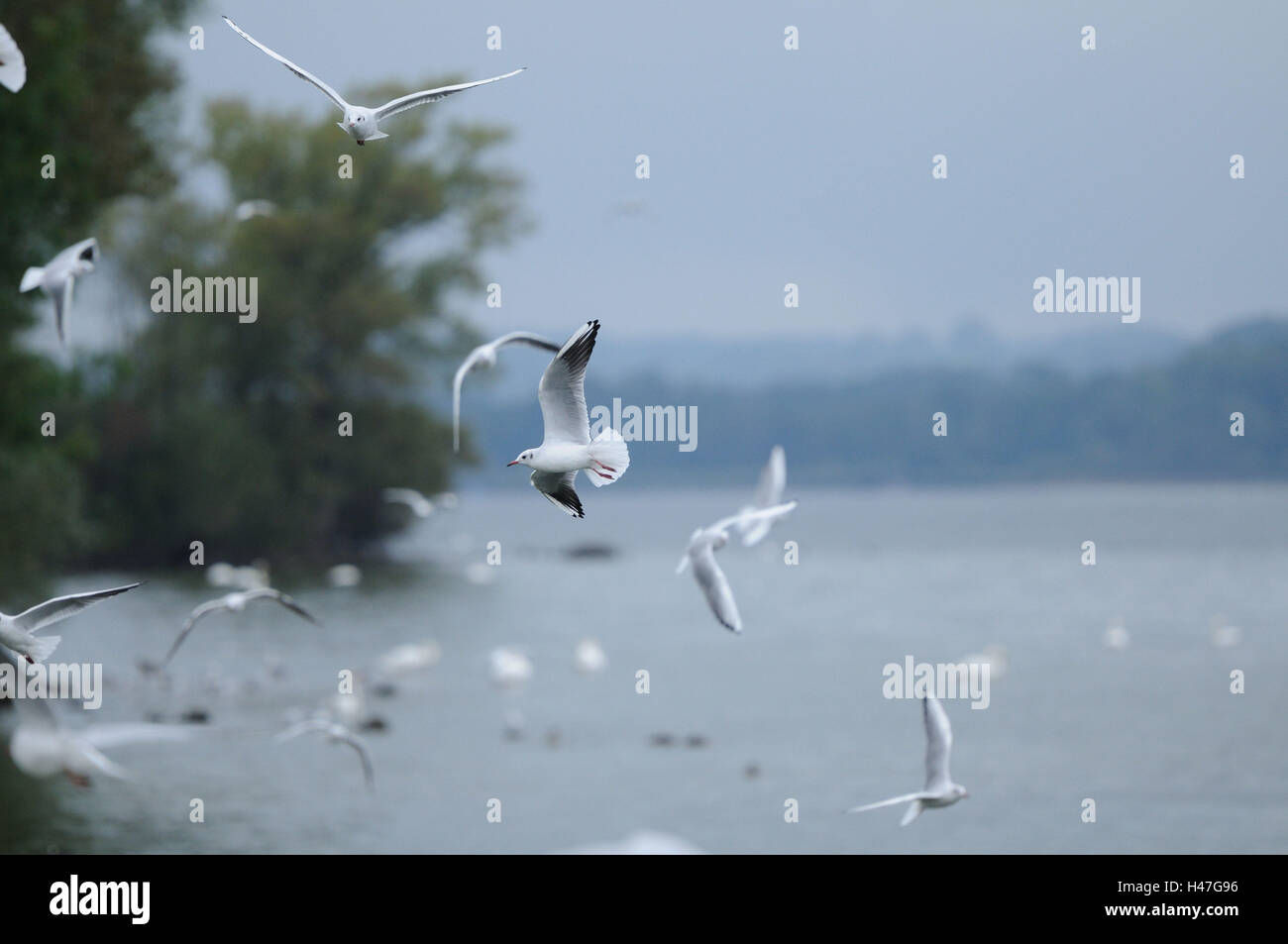 Black-headed gulls, Larus ridibundus, side view, fly, Lake Chiem Stock ...