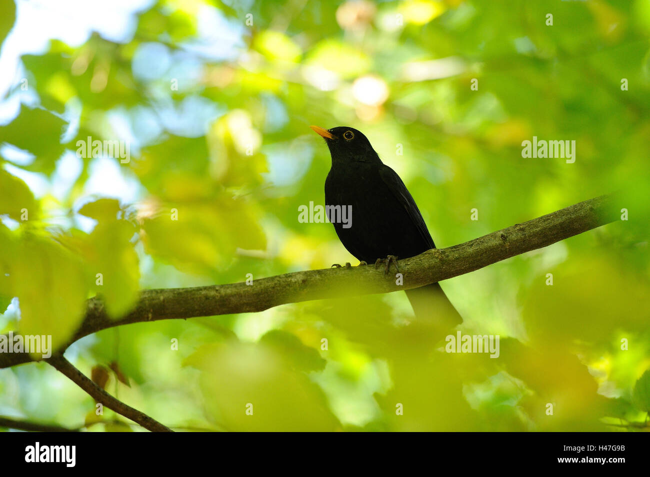 Blackbird, Turdus merula, side view, branch, sit Stock Photo - Alamy