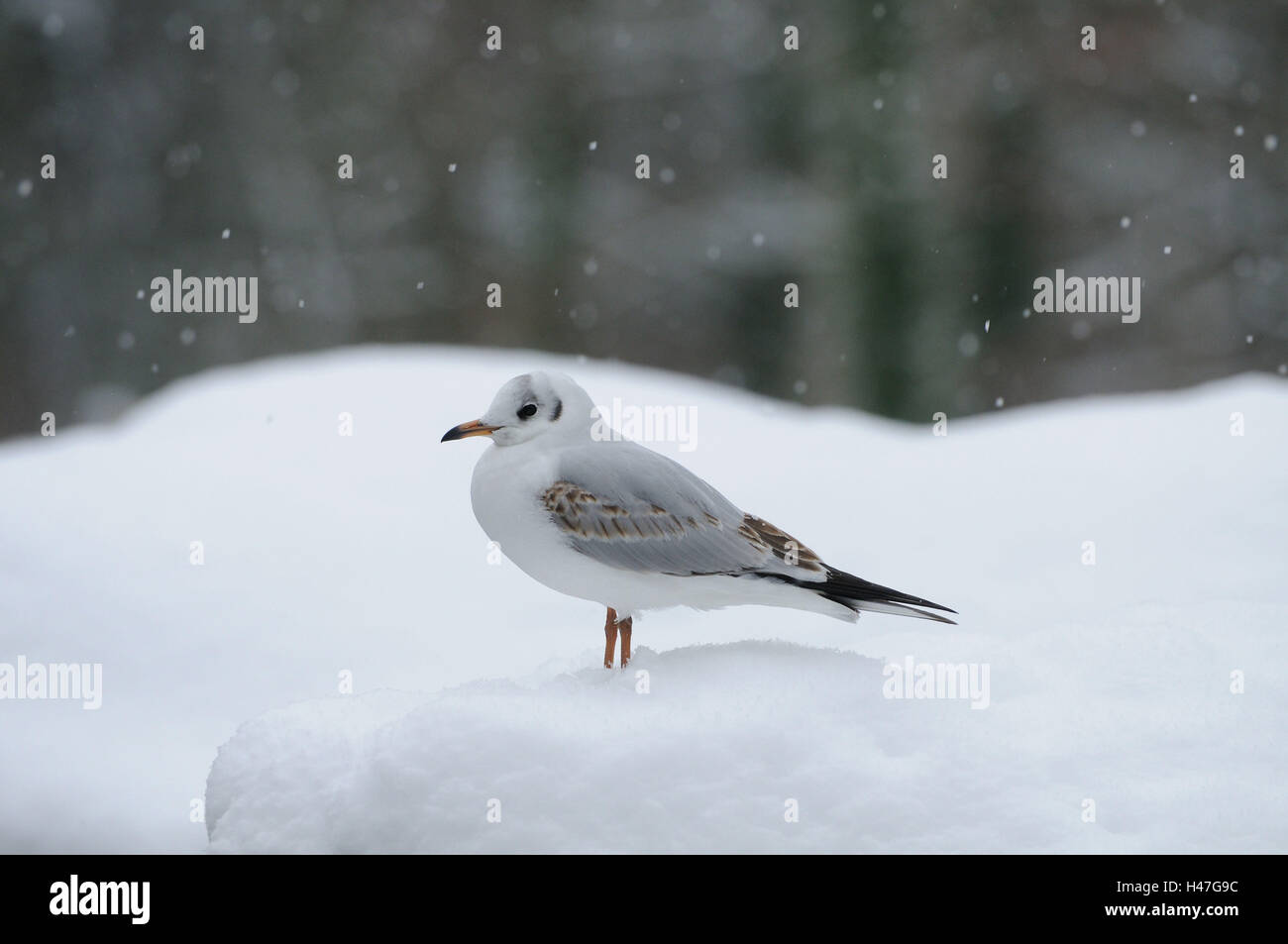 Black-headed gull, Larus ridibundus, side view, snow, winter Stock ...