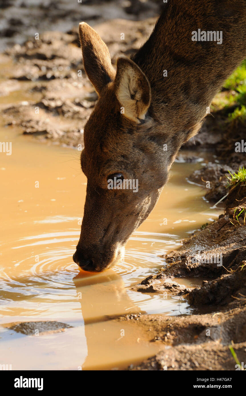 Red deer, Cervus elaphus, hind, portrait, water, drink, side view Stock ...