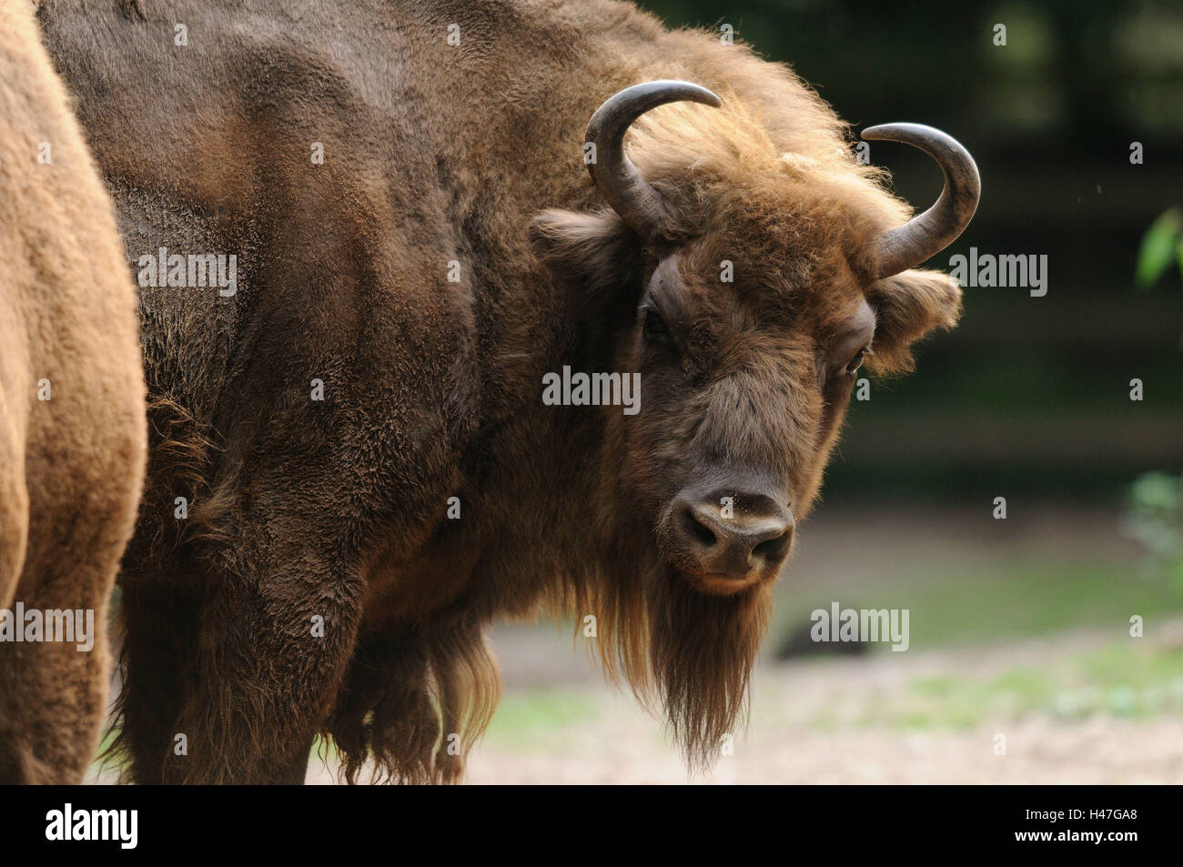 European bison, bison bonasus, portrait, front view, Looking at camera ...