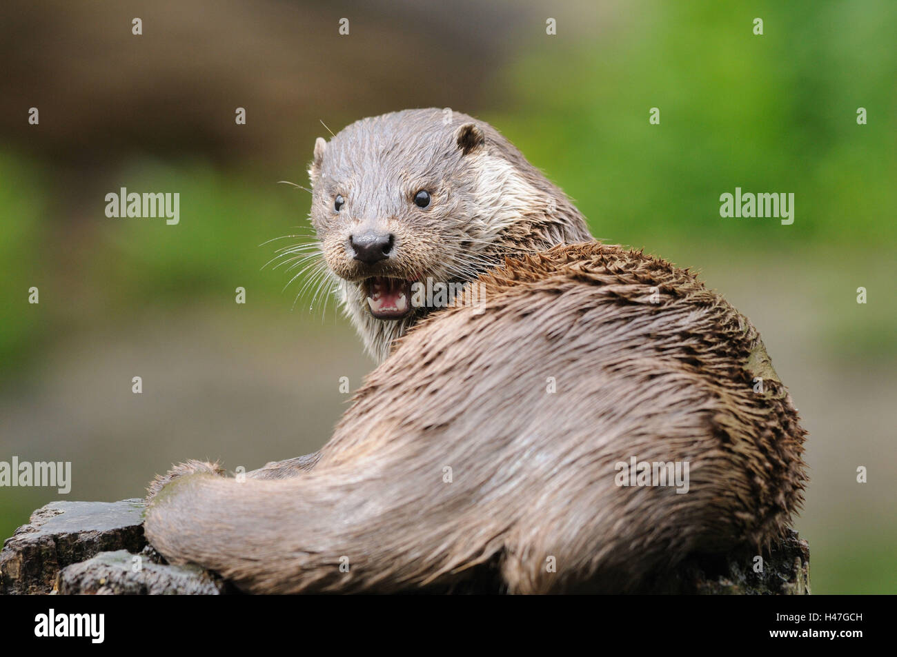 Eurasian otter, Lutra lutra, trunk, lying, turning round, looking at ...