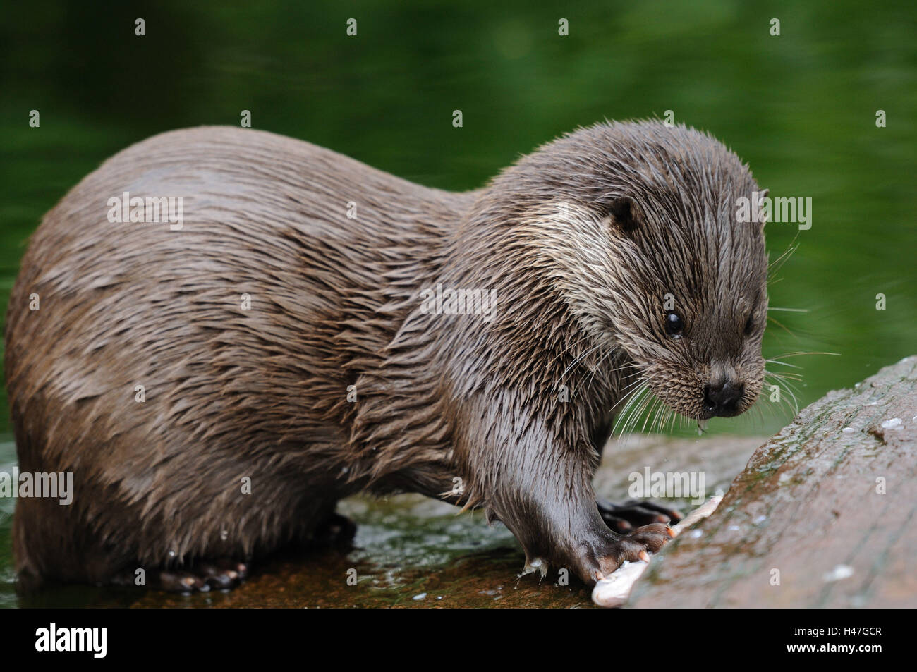 Eurasian otter, Lutra lutra, shore, side view, standing, eating, fish ...