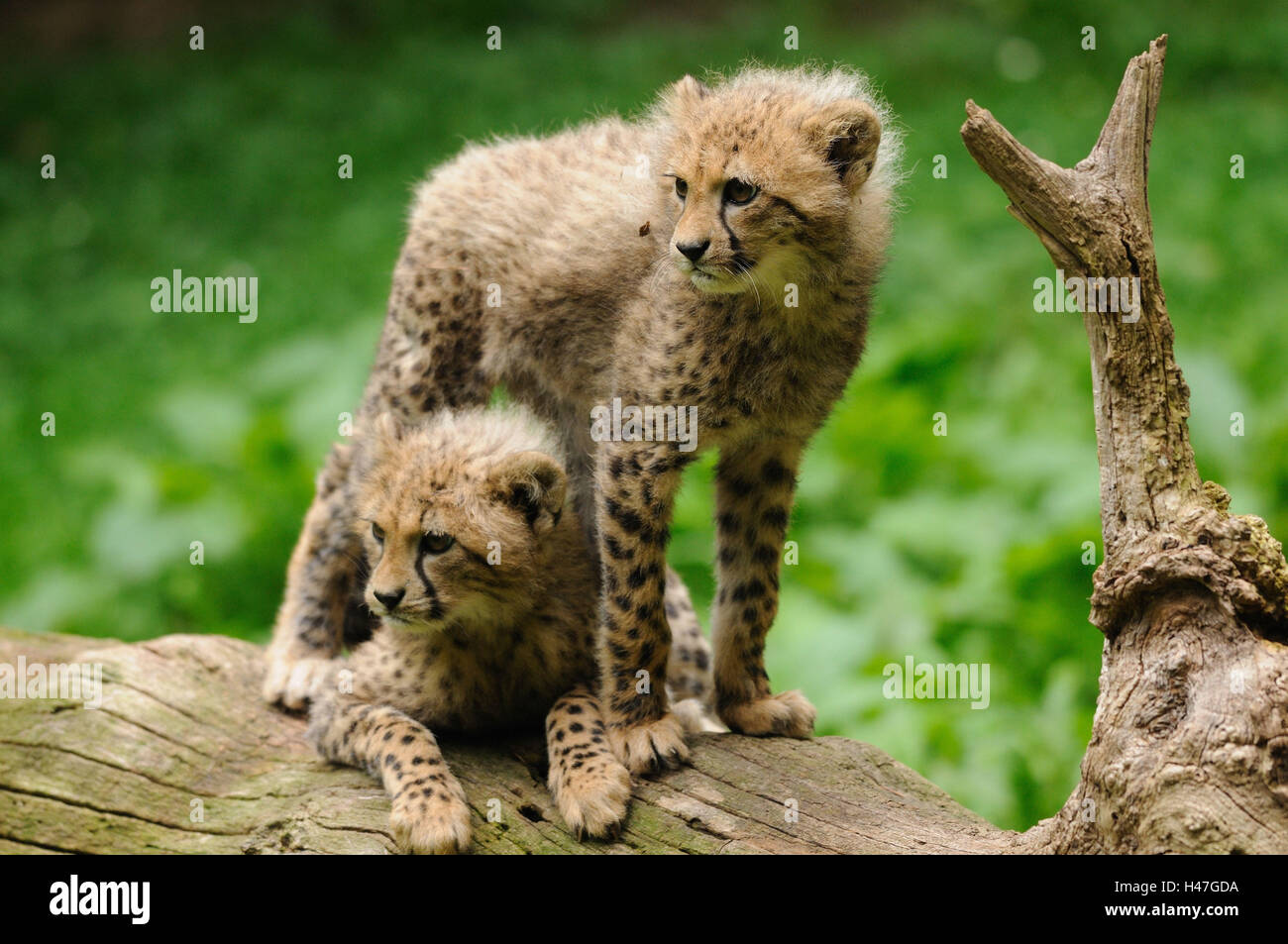 Animals trunk hi-res stock photography and images - Alamy