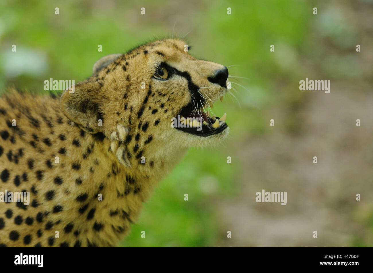 Close up cheetah head mouth hi-res stock photography and images - Alamy