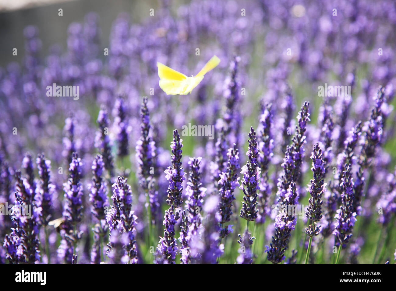 France, Provence, lavender field, butterfly Stock Photo - Alamy