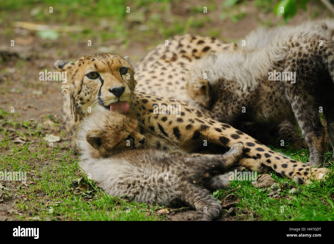 Cheetah sticking out tongue hi-res stock photography and images - Alamy