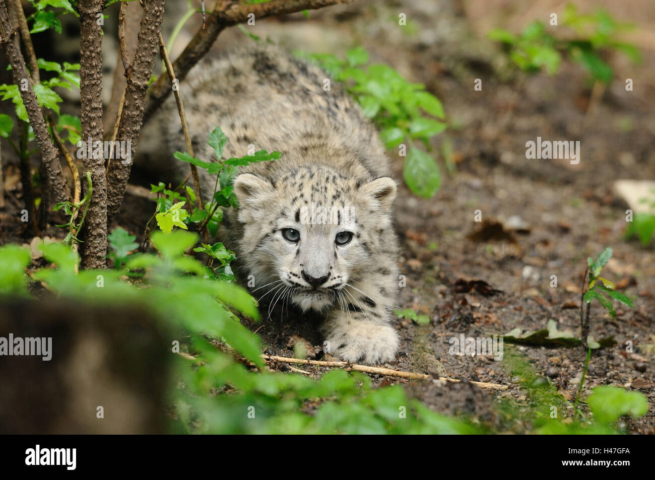 Snow leopard, Uncia uncia, young animal, front view, standing, cowering ...