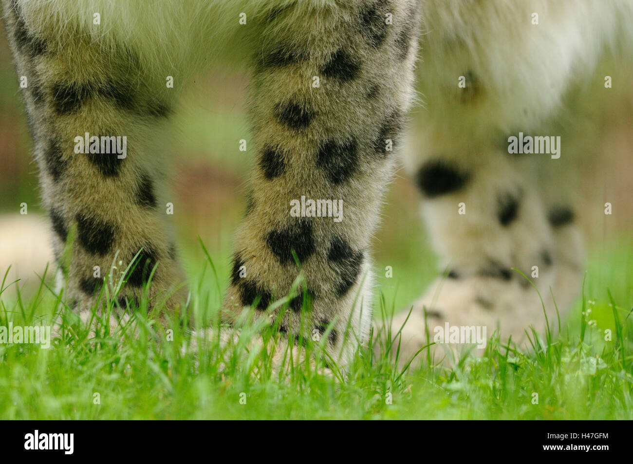 Snow leopard, Uncia uncia, feet, meadow, front view, standing Stock ...