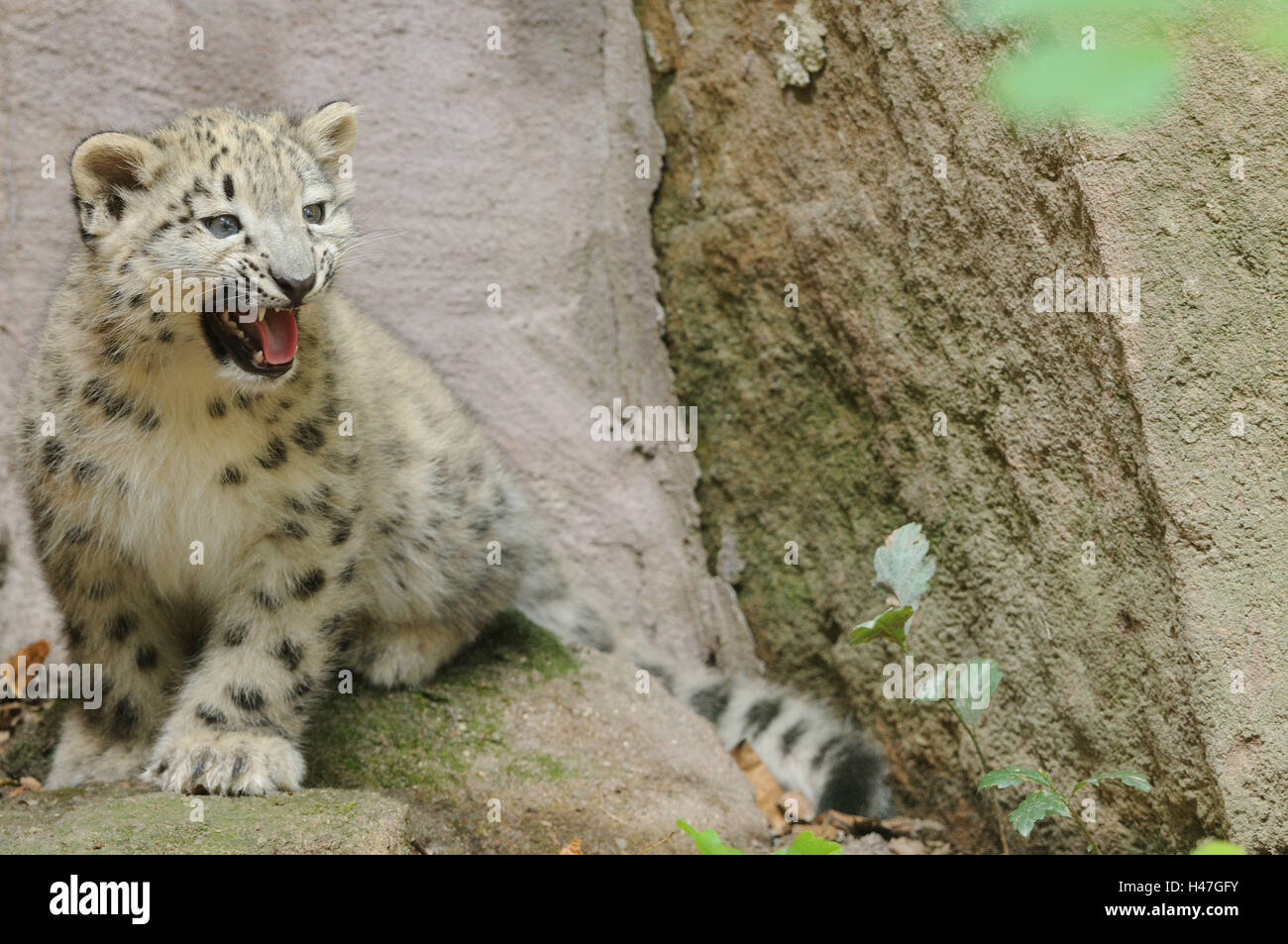Snow leopard, Uncia uncia, young animal, side view, sit, hiss Stock ...