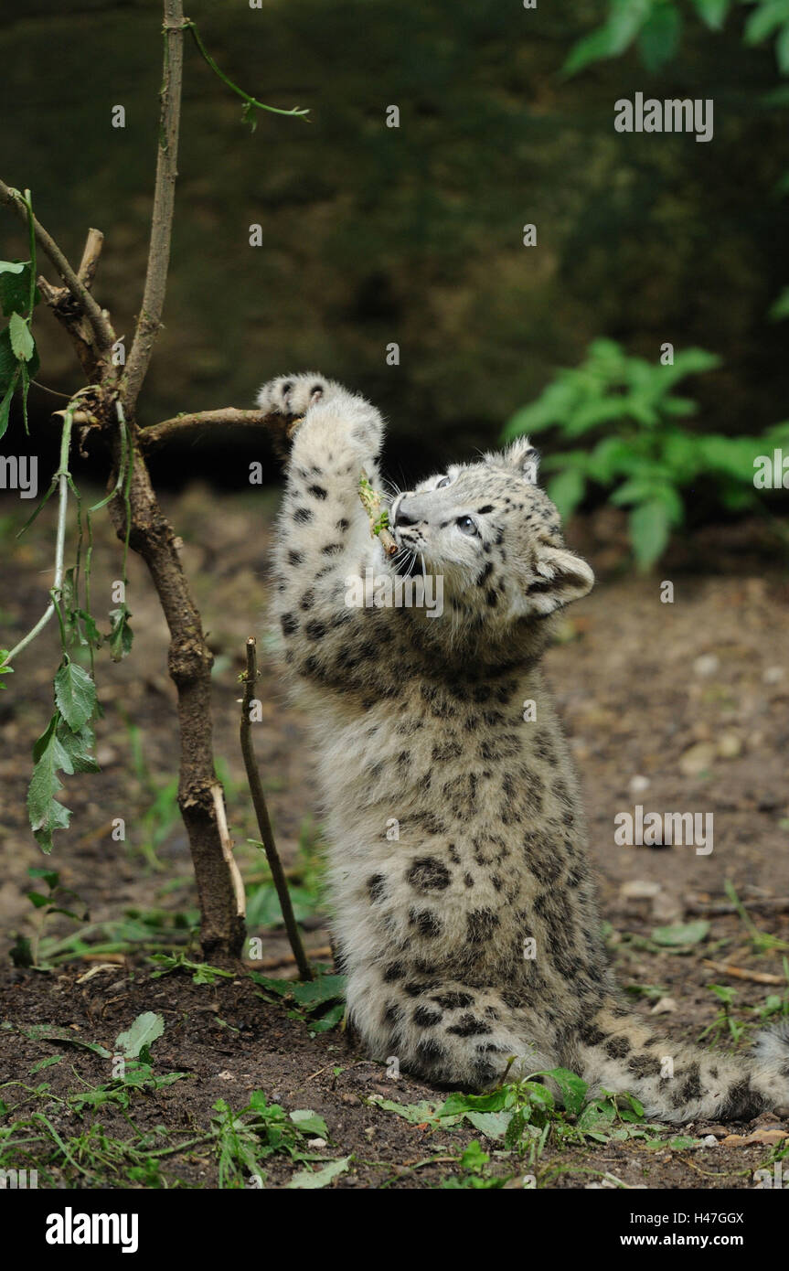 Snow leopard jumping hi-res stock photography and images - Alamy