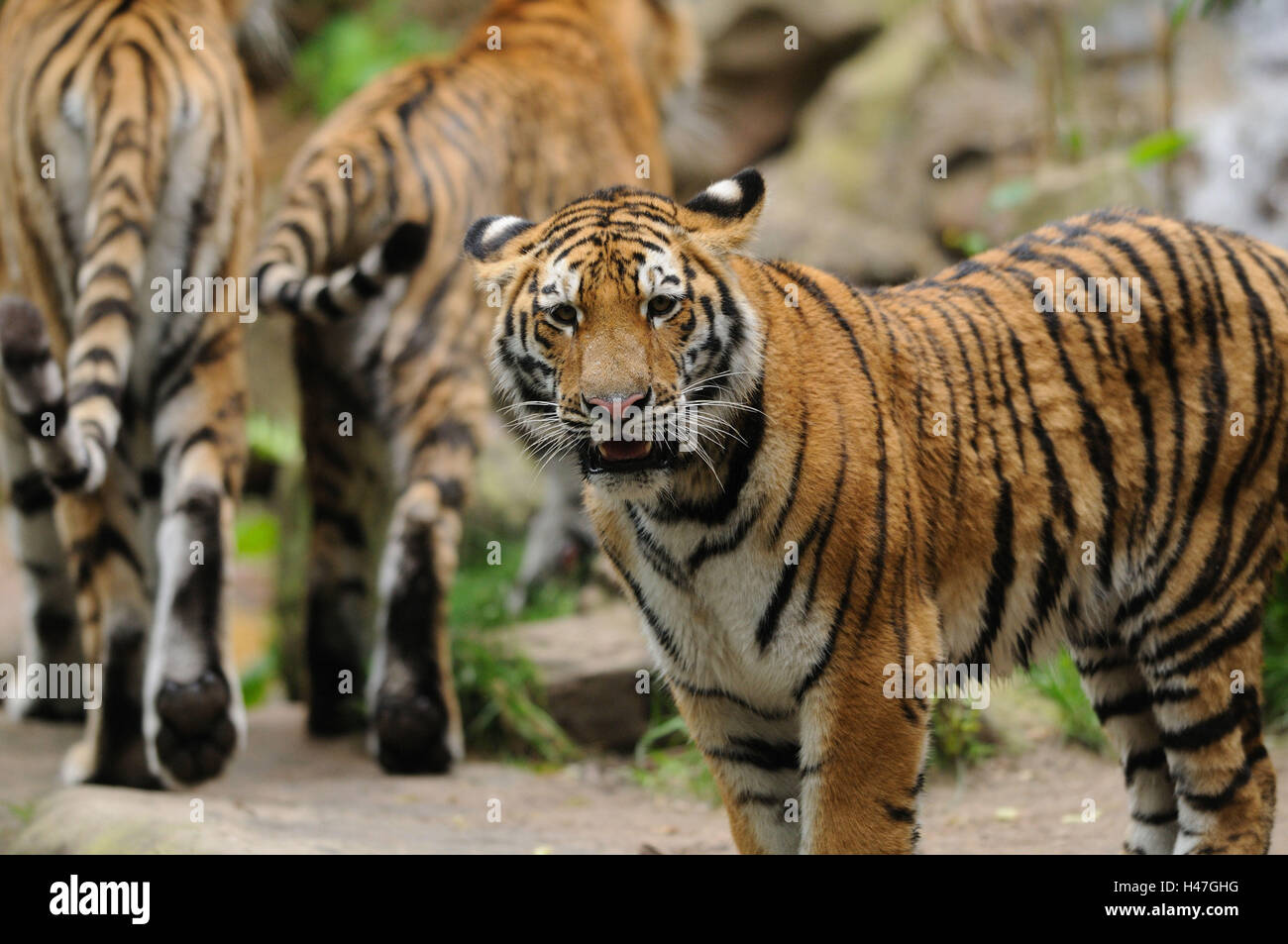 Siberian tiger, Panthera tigris altaica, side view, stand, view in the ...