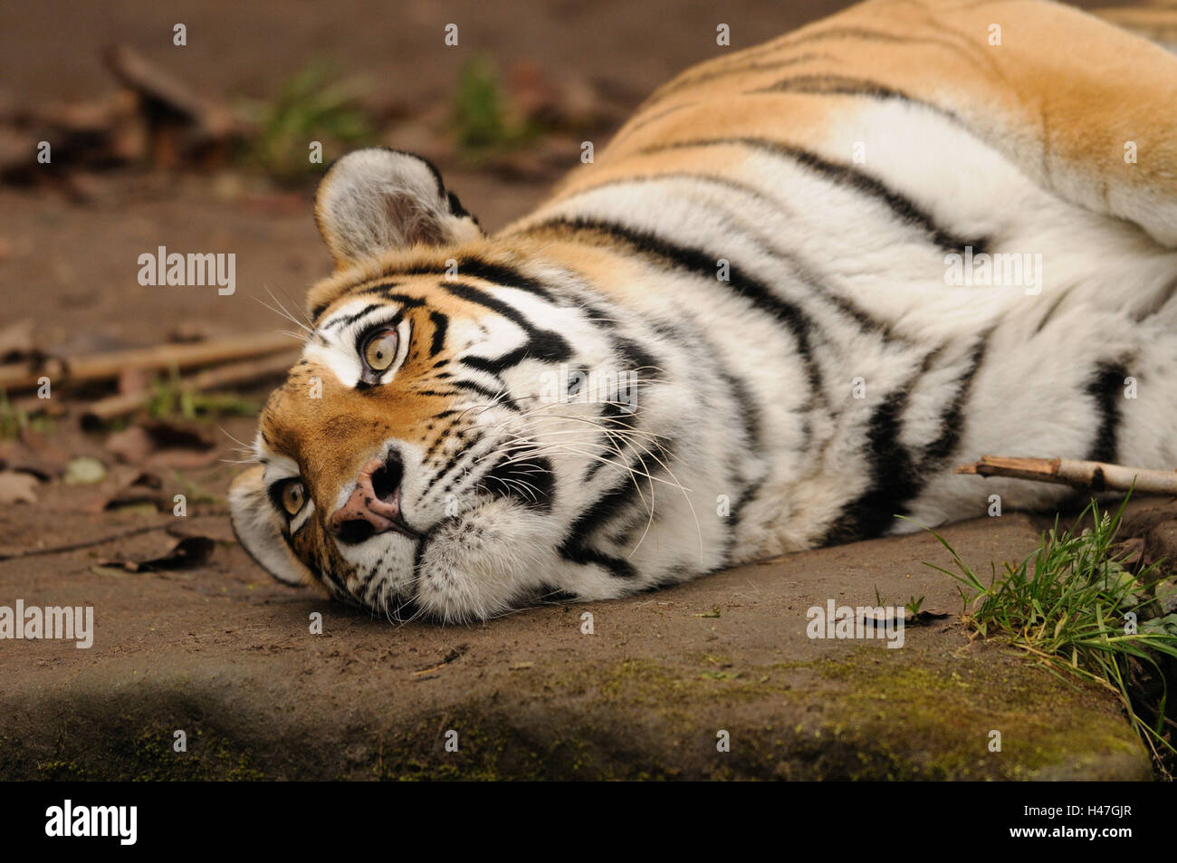 Siberian tiger, Panthera tigris altaica, portrait, front view Stock ...